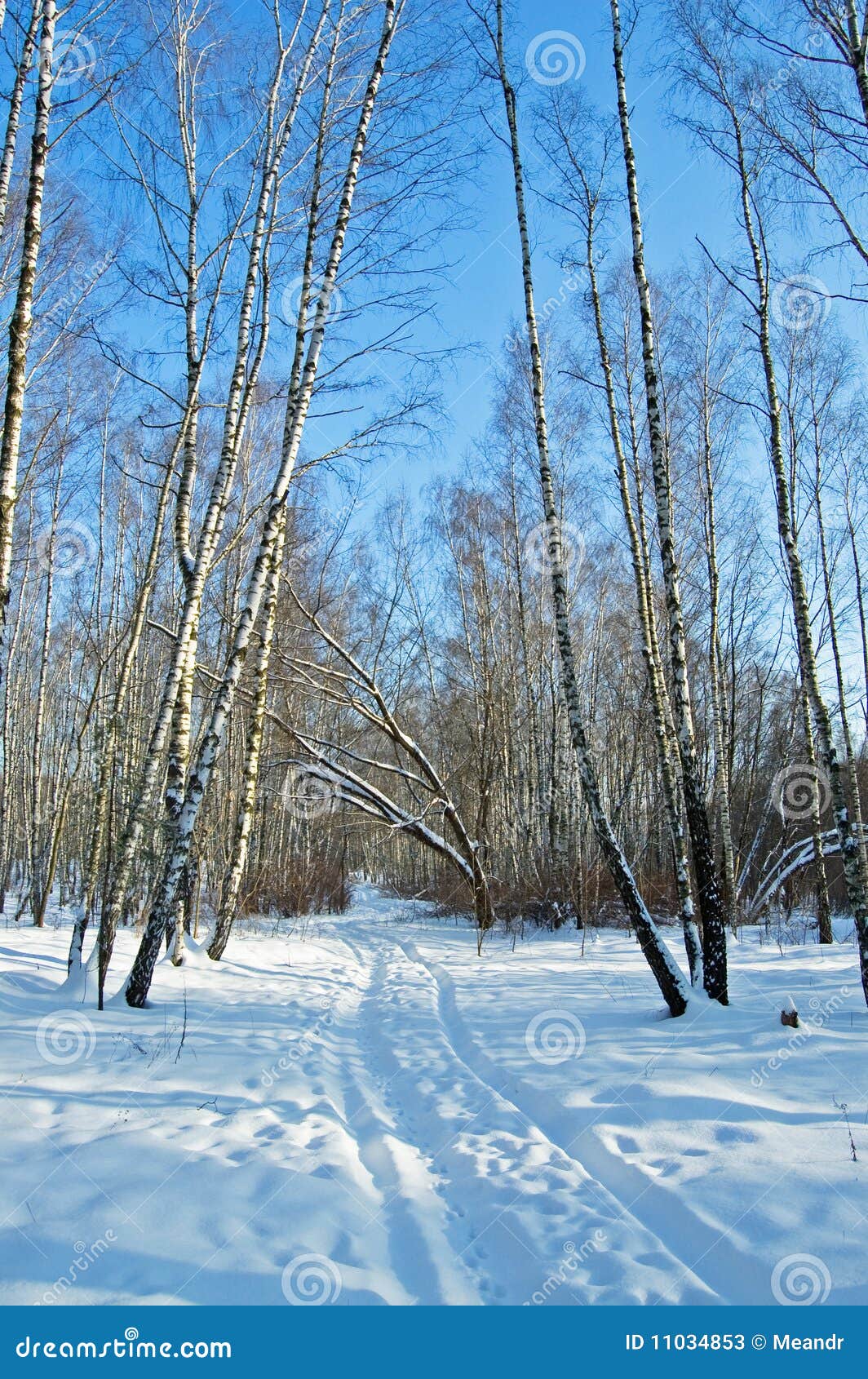 Birch Wood in Solar Spring Day Stock Image - Image of cold, lights ...