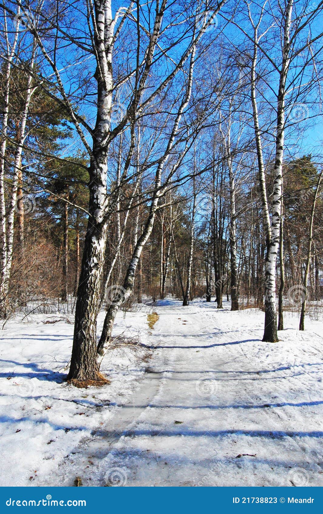Birch Wood in Solar Spring Day Stock Image - Image of birch, russia ...