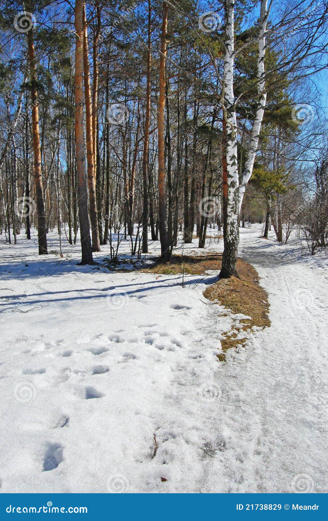 Birch Wood in Solar Spring Day Stock Image - Image of winter, cold ...