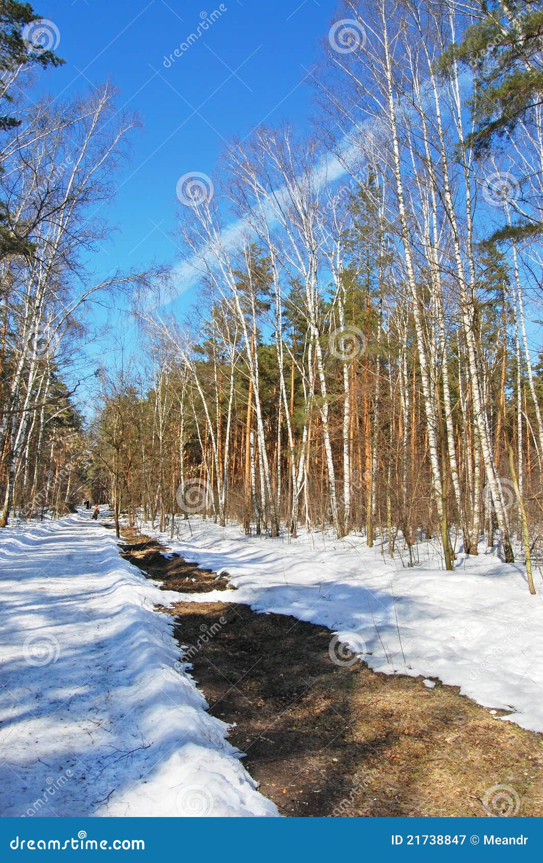 Birch Wood in Solar Spring Day Stock Image - Image of frozen, branch ...