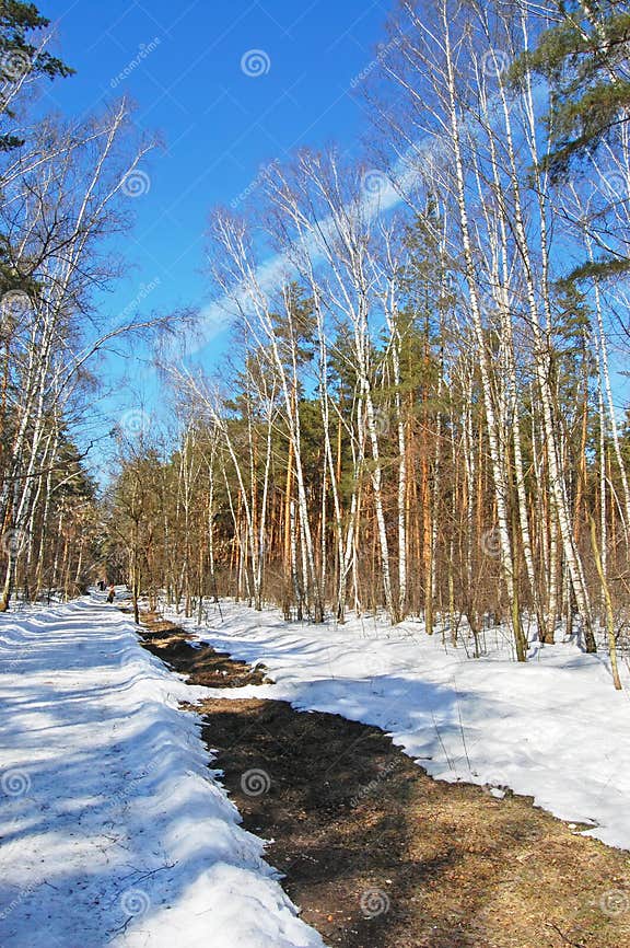Birch Wood in Solar Spring Day Stock Image - Image of frozen, branch ...