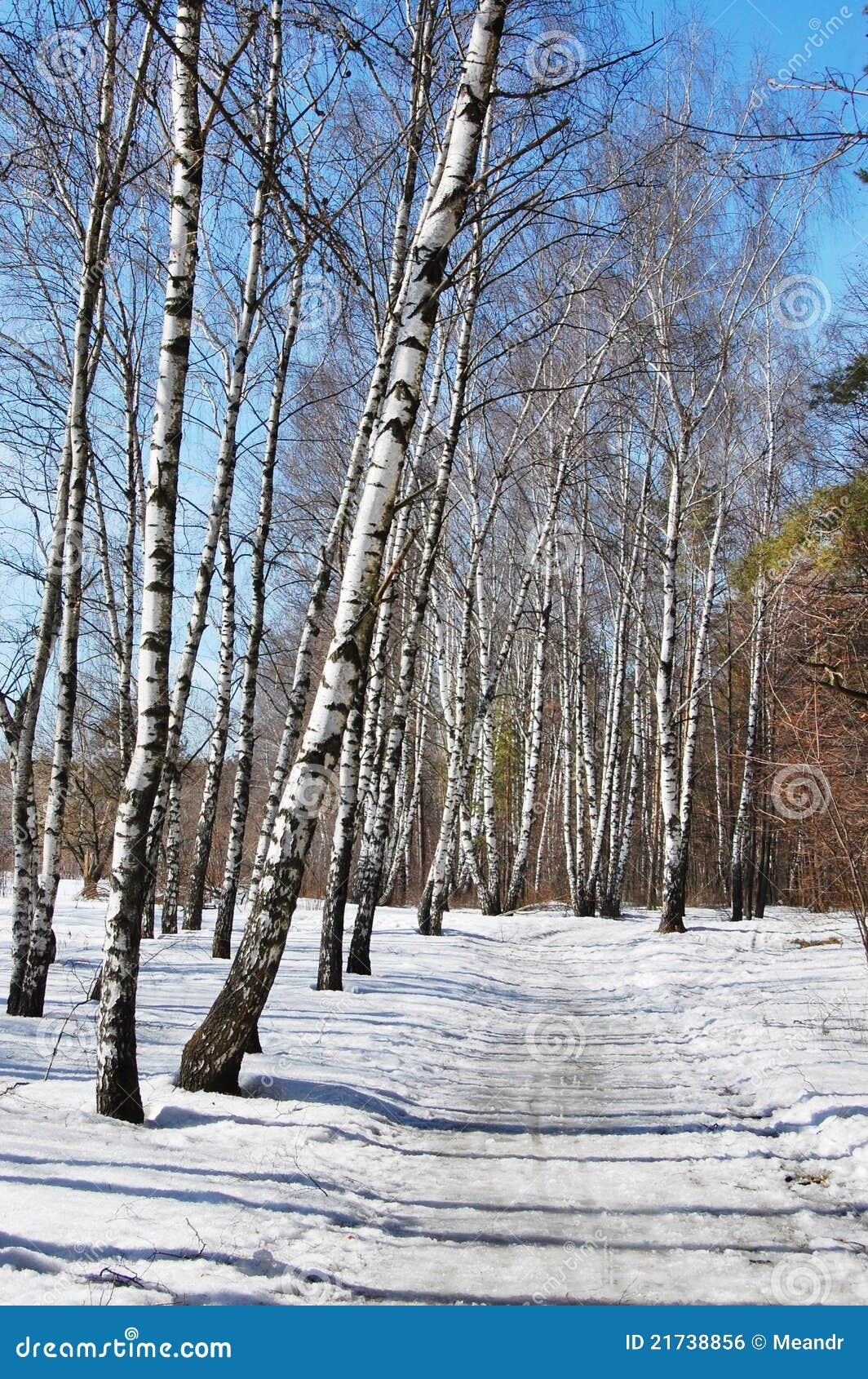 Birch Wood in Solar Spring Day Stock Photo - Image of forest, path ...