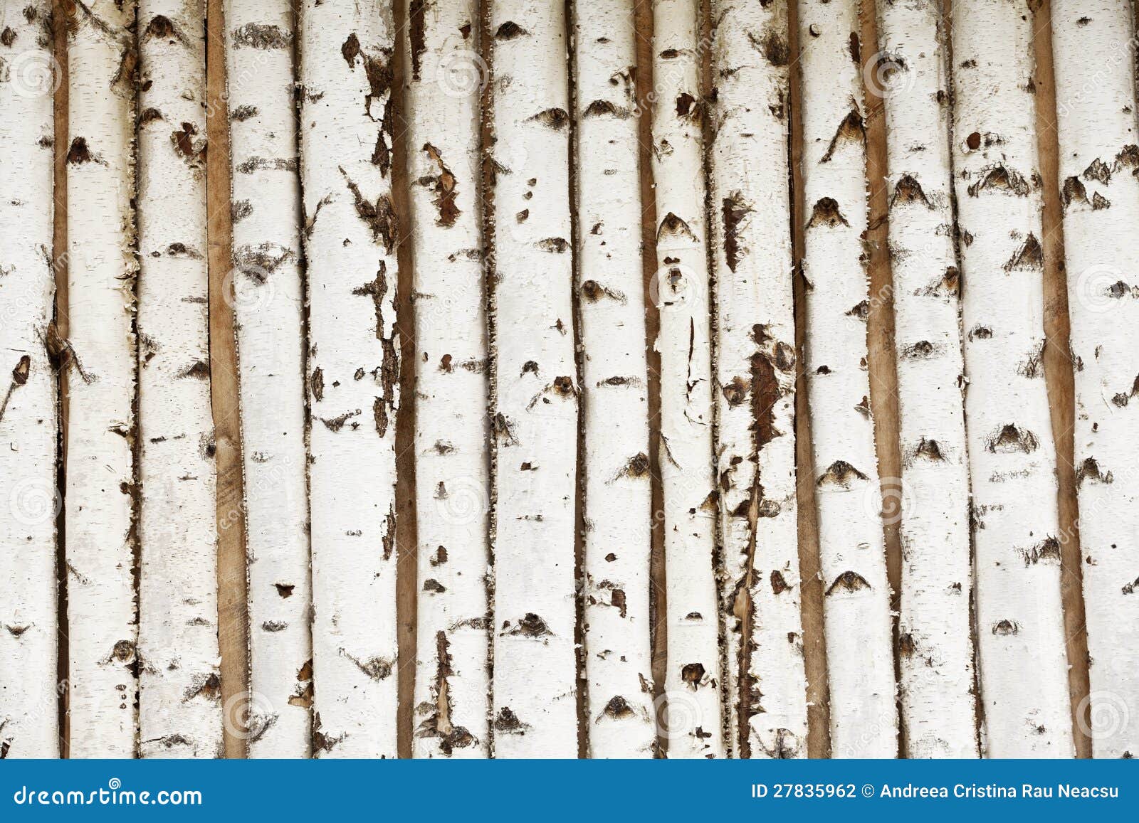 Birch Plank Texture