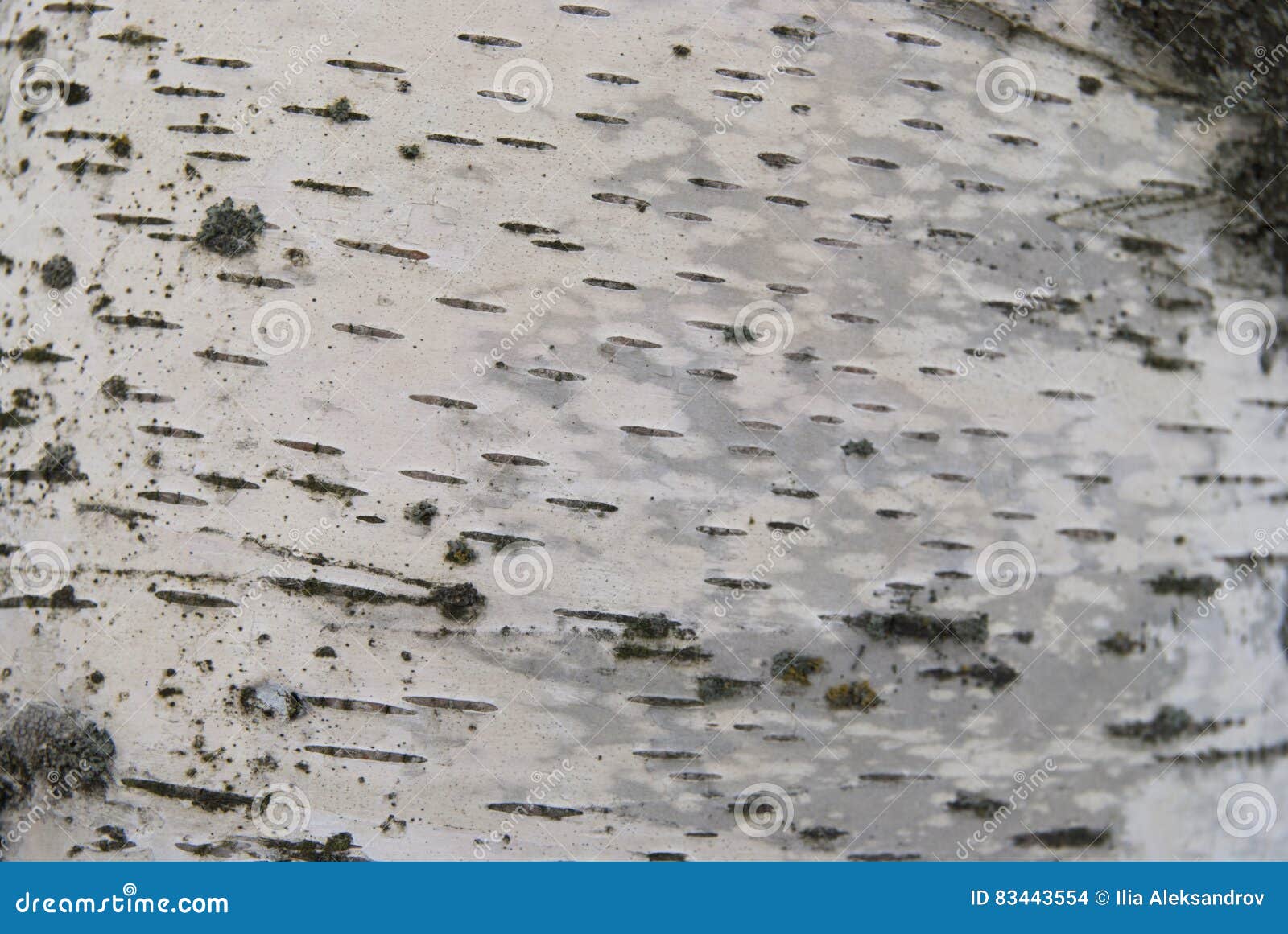 Birch Wood Texture Closeup. Tree Background Stock Photo - Image of ...