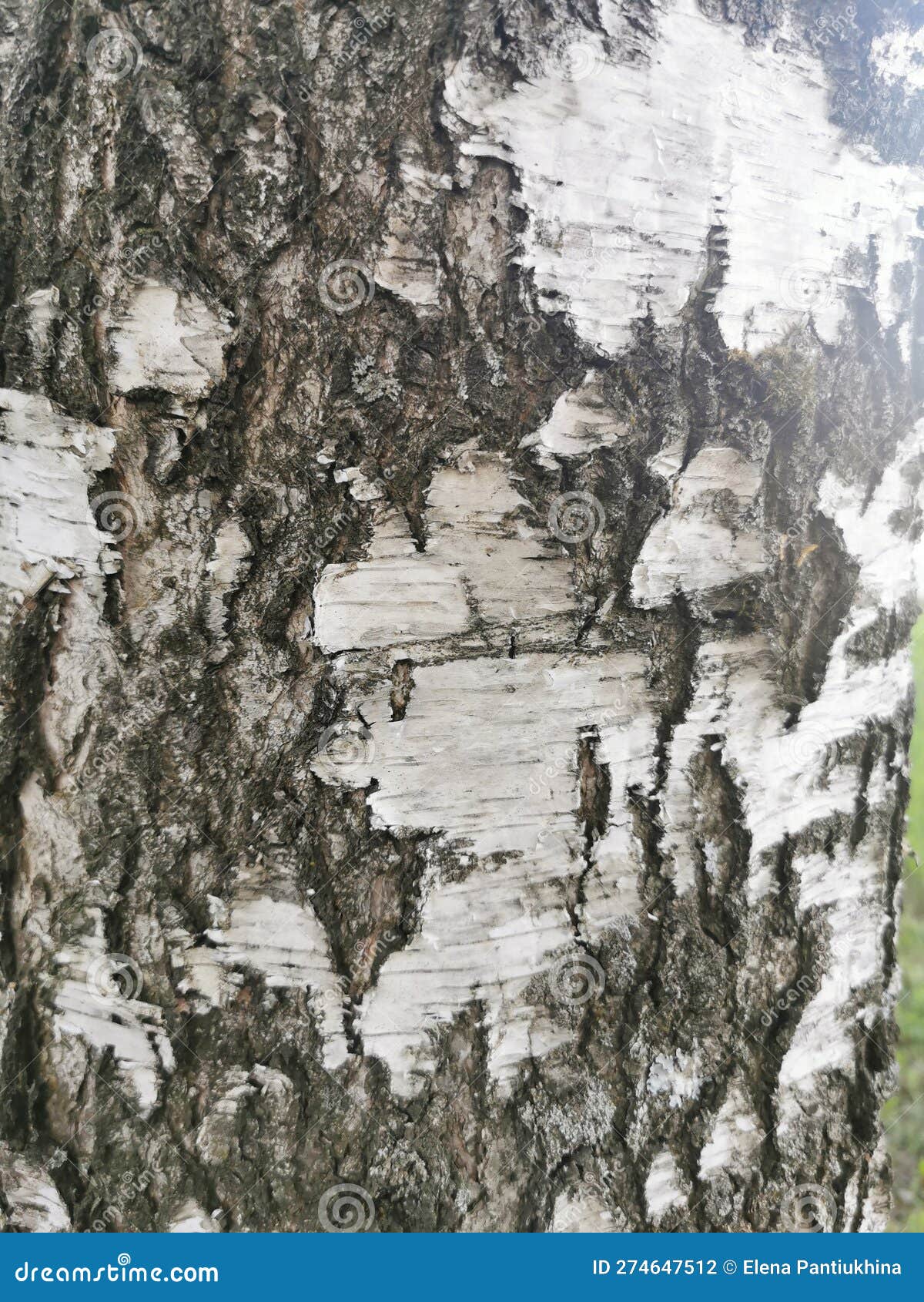 Birch Wood Texture - Natural Background. Birch Tree Pattern, Abstract ...