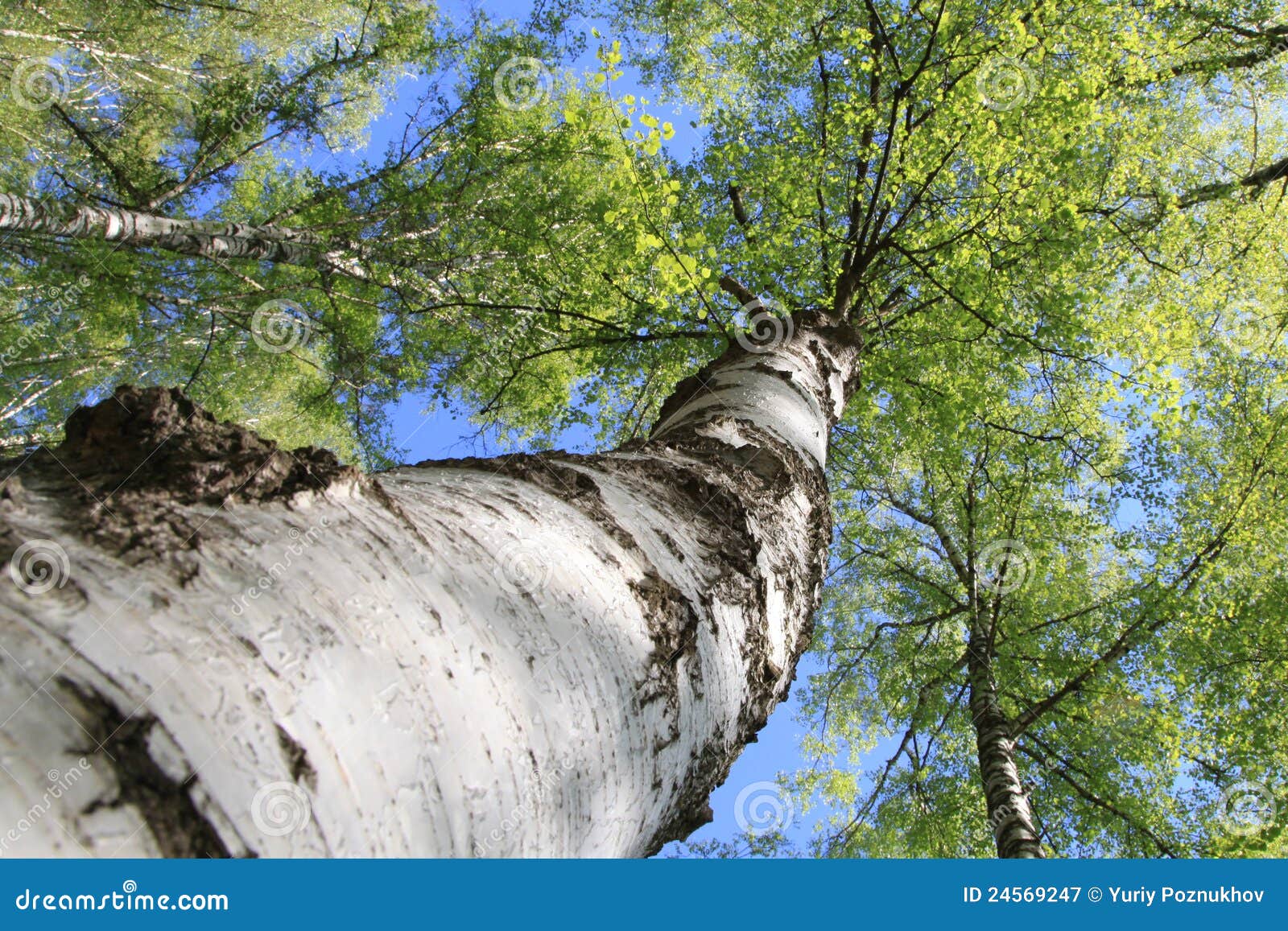 Birch woods stock image. Image of beautiful, growth, blue - 24569247