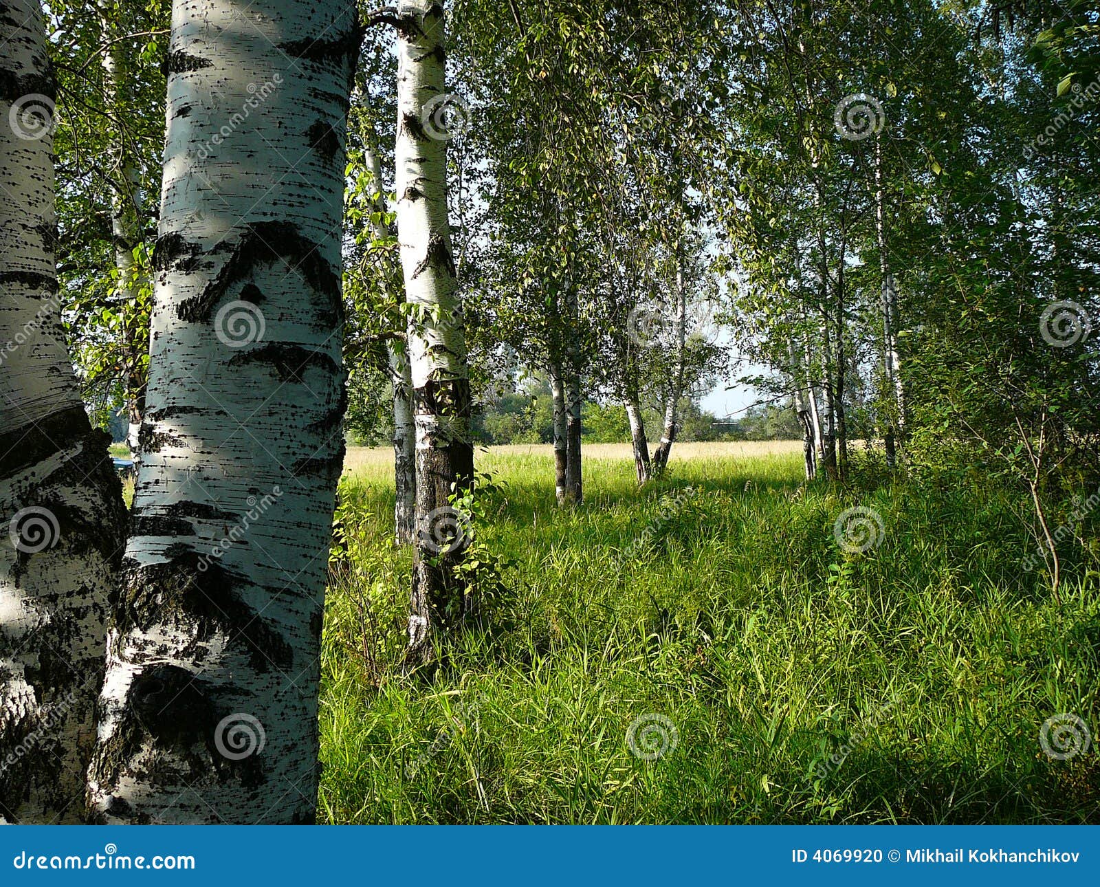 Birch woods stock photo. Image of green, environment, sunlight - 4069920
