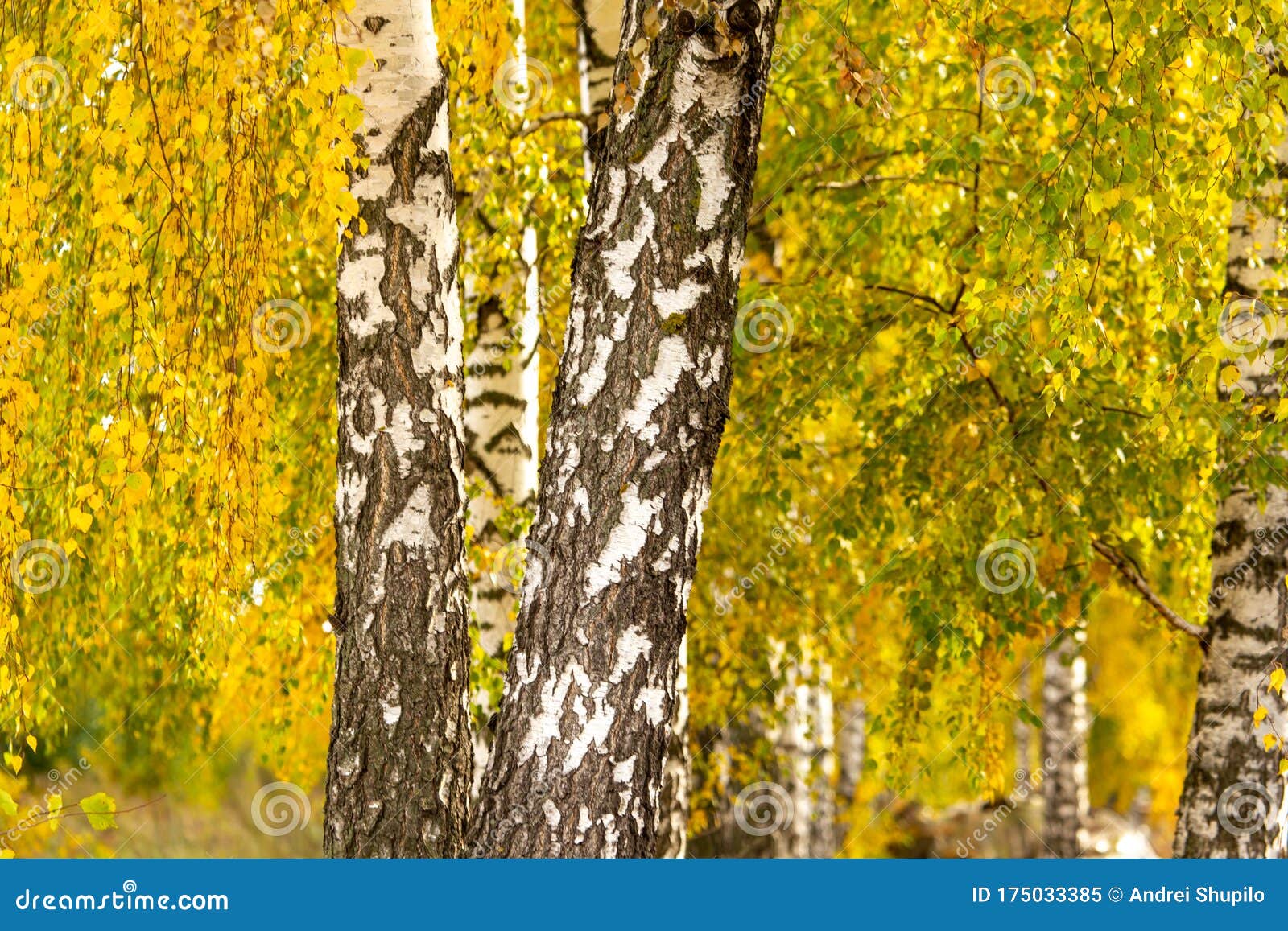 Birch in Yellow Colors in the Fall Stock Image - Image of trunk, color ...