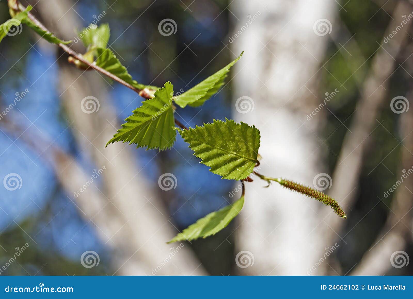 Birch Young Leaves (Betula Pendula Roth) Stock Photo - Image of growth ...