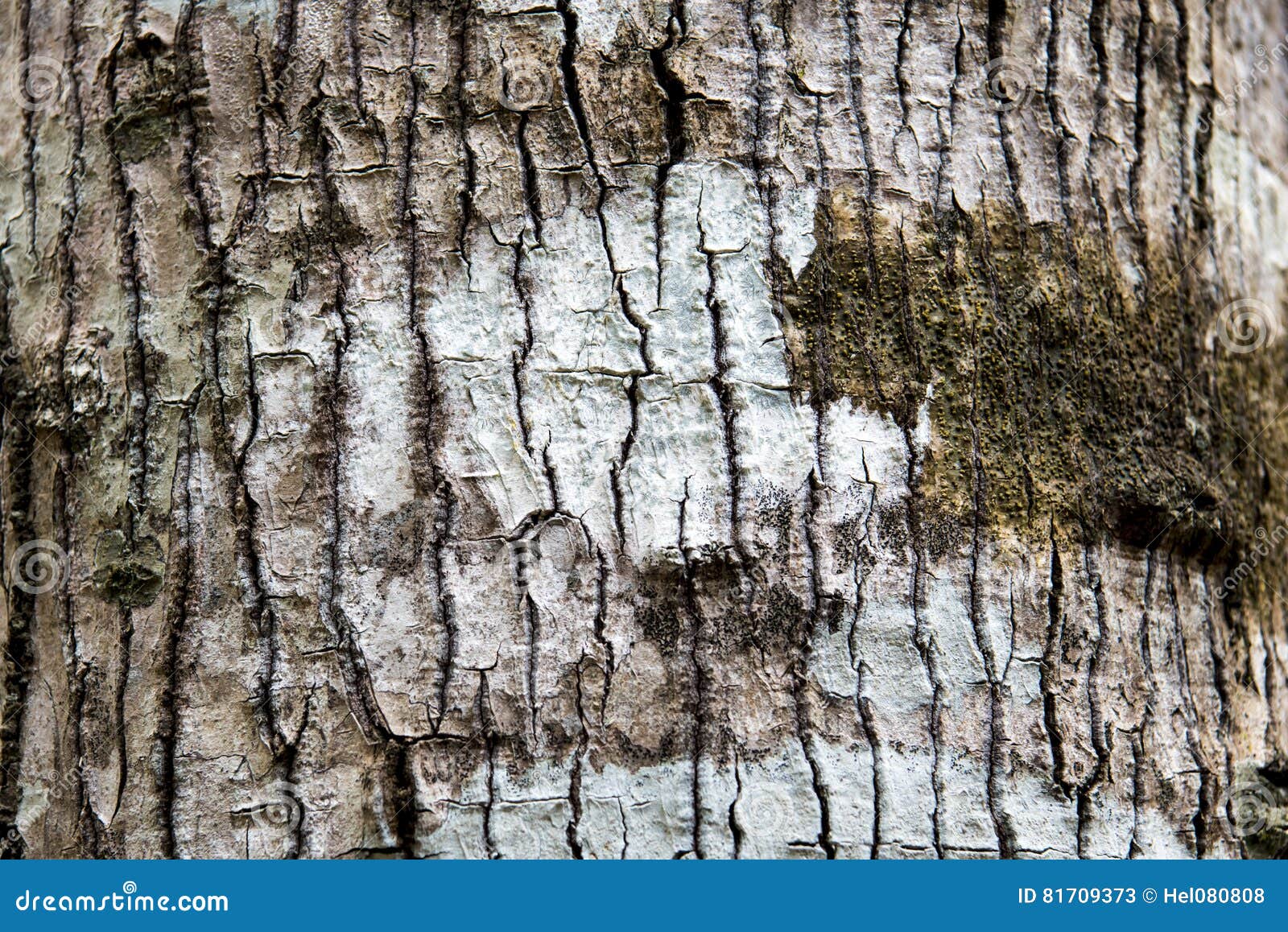 Birchbark stock image. Image of tree, fissures, brown - 81709373
