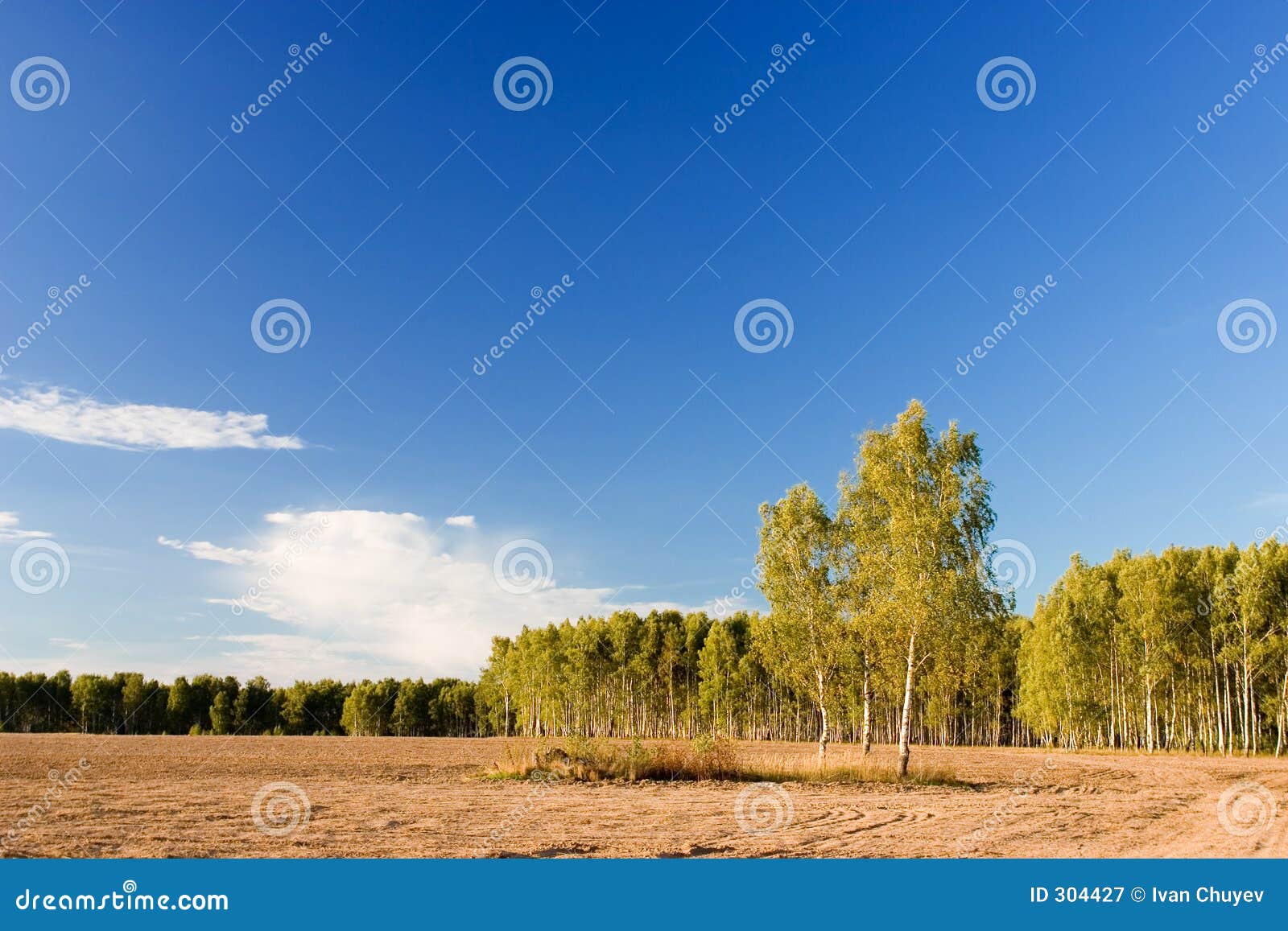 Birchen forest stock image. Image of grass, skies, green - 304427