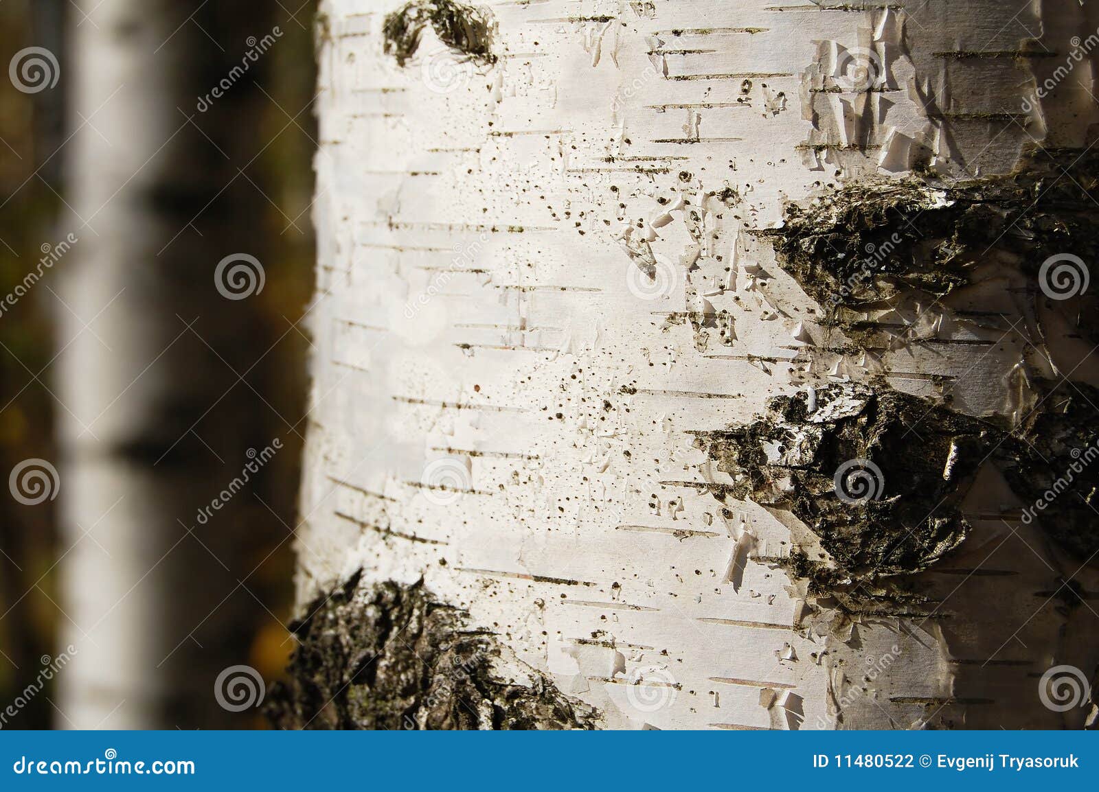 Birchen trunk stock photo. Image of forest, trunk, bole - 11480522