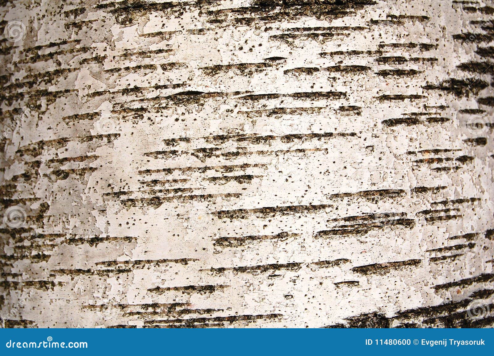 Birchen trunk stock photo. Image of birch, wall, trunk - 11480600