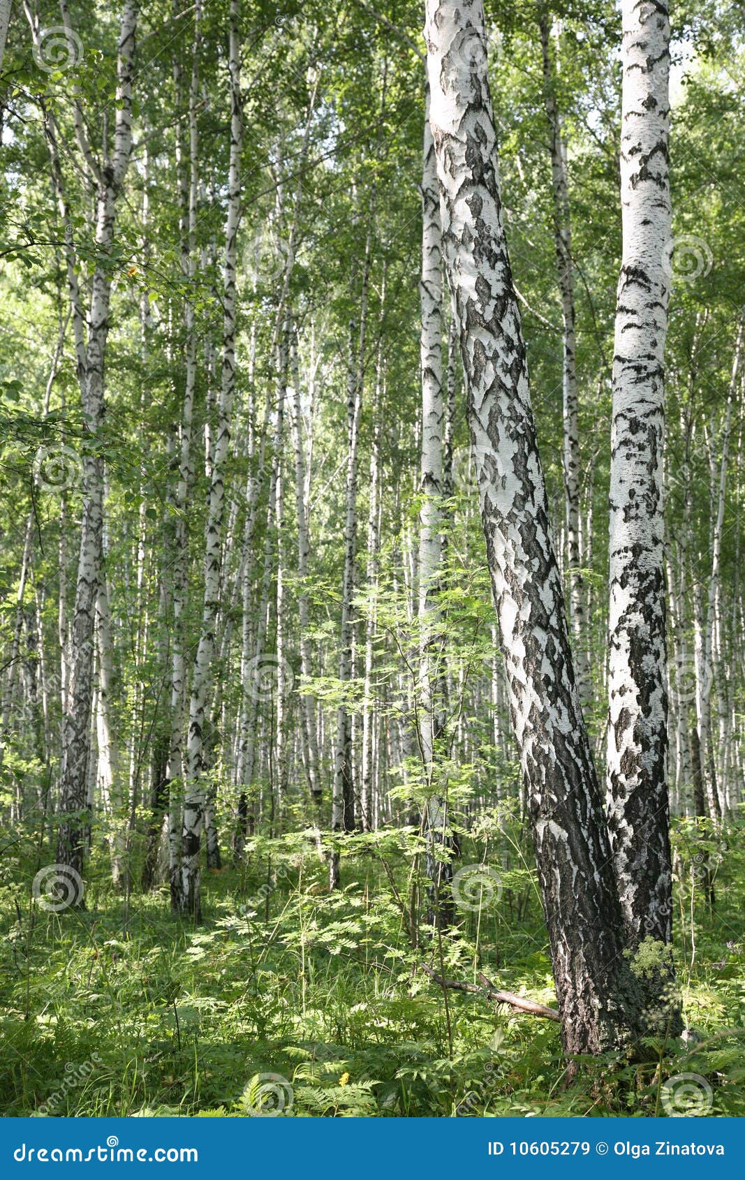 Birches stock image. Image of light, summer, birch, trunk - 10605279