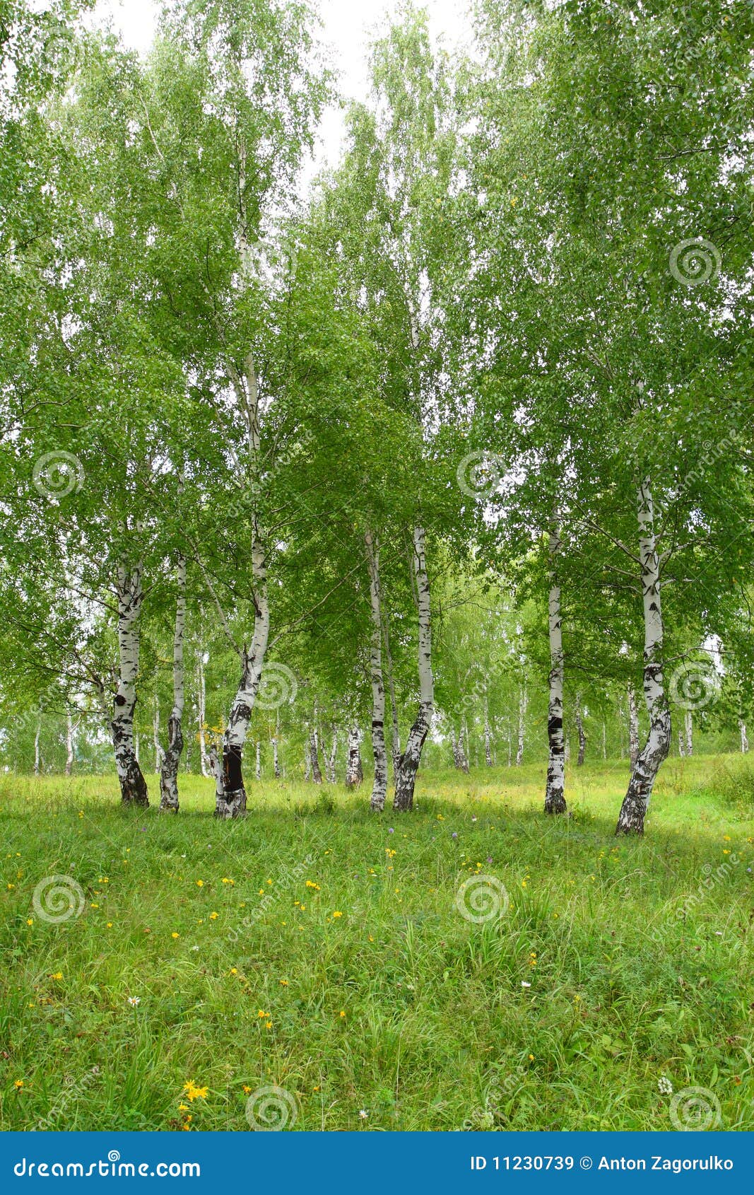 Birches stock image. Image of lush, tree, summer, trunk - 11230739