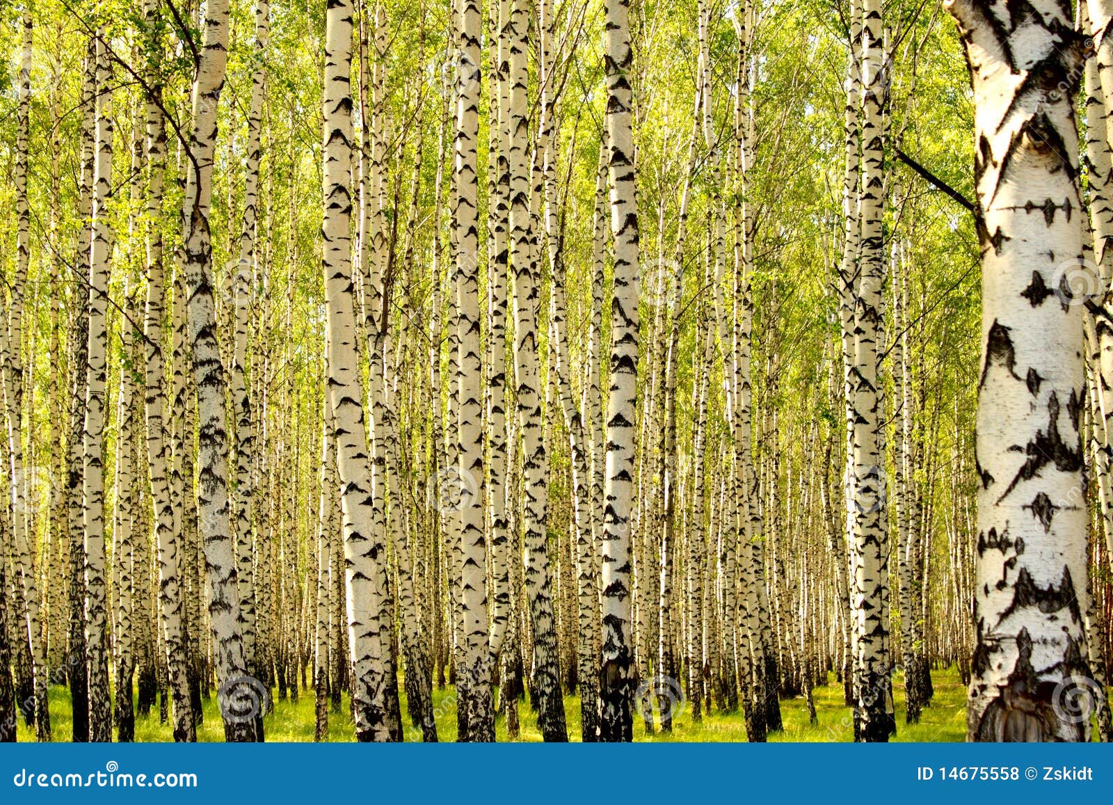 Birches. stock photo. Image of trees, green, ecology - 14675558