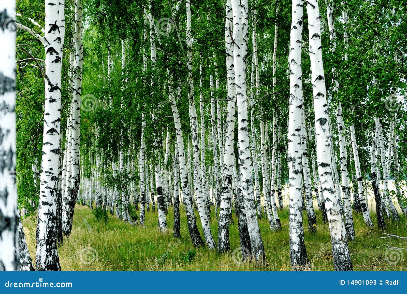 Birches stock image. Image of leaf, birch, scenery, landscape - 14901093