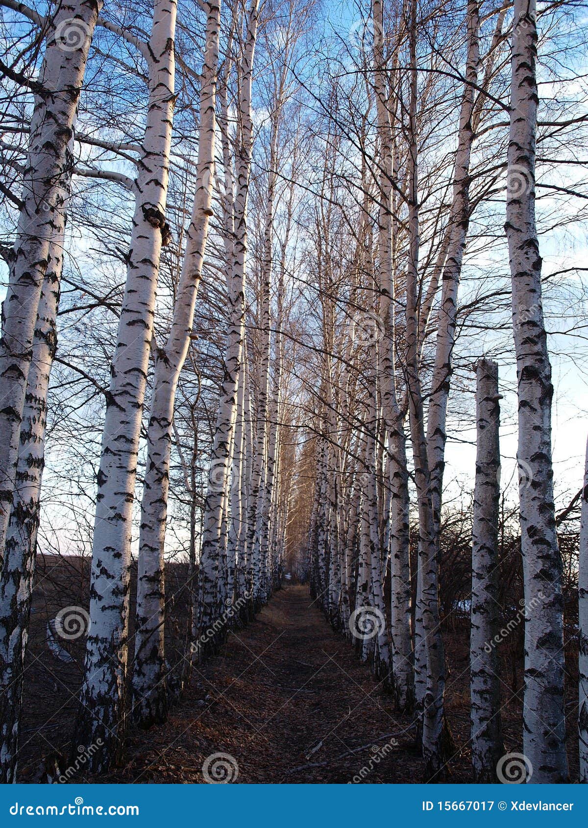 Birches stock image. Image of spring, birches, road, nature - 15667017