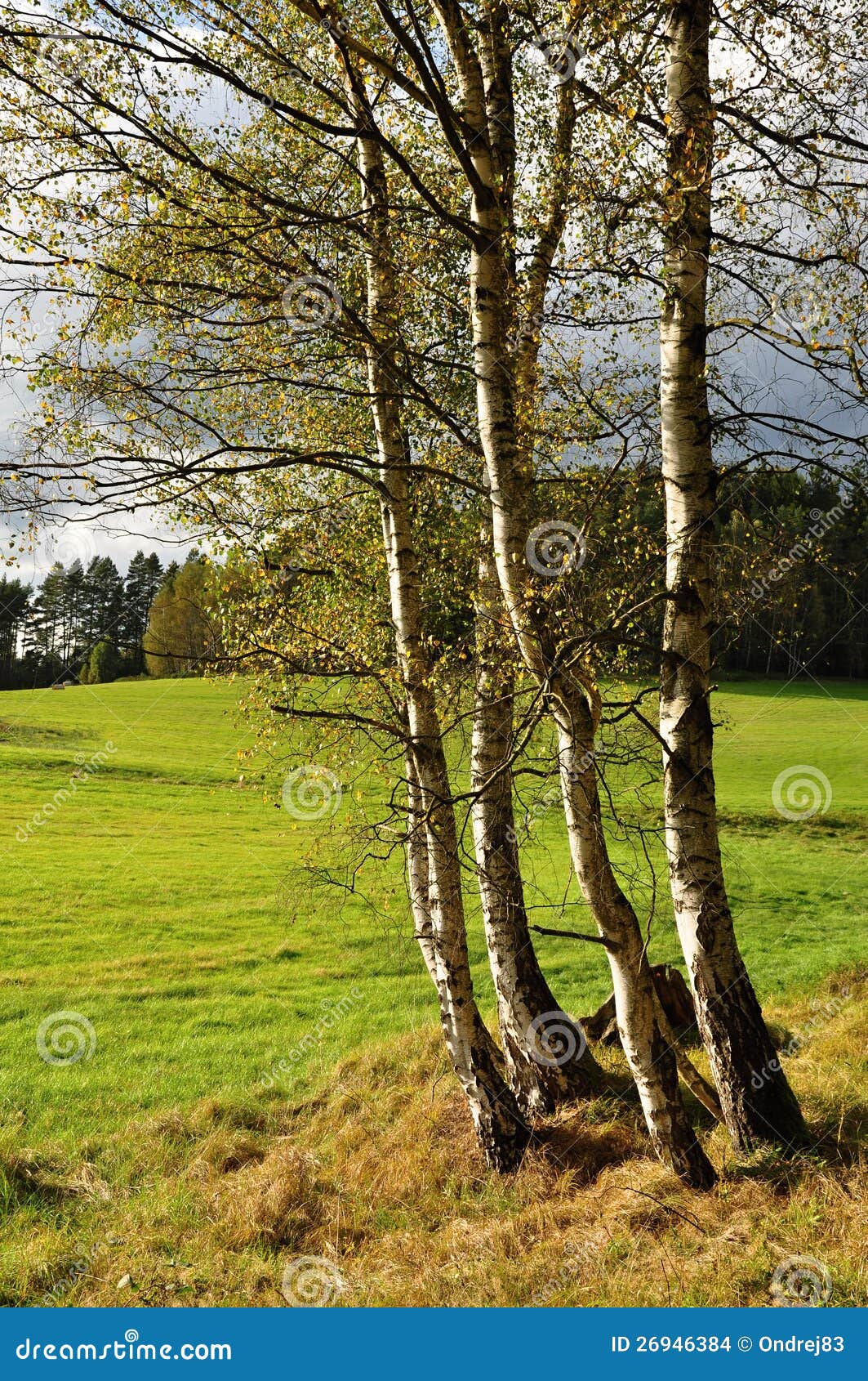 Birches stock photo. Image of deep, bright, natural, branch - 26946384