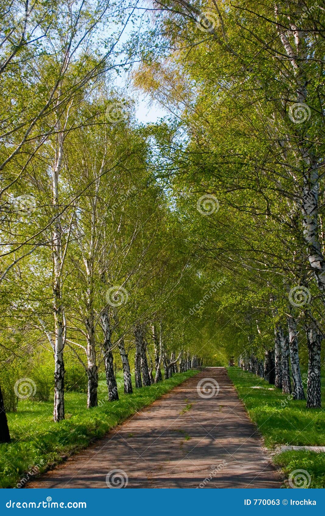 Birches stock image. Image of path, trees, pasture, lake - 770063
