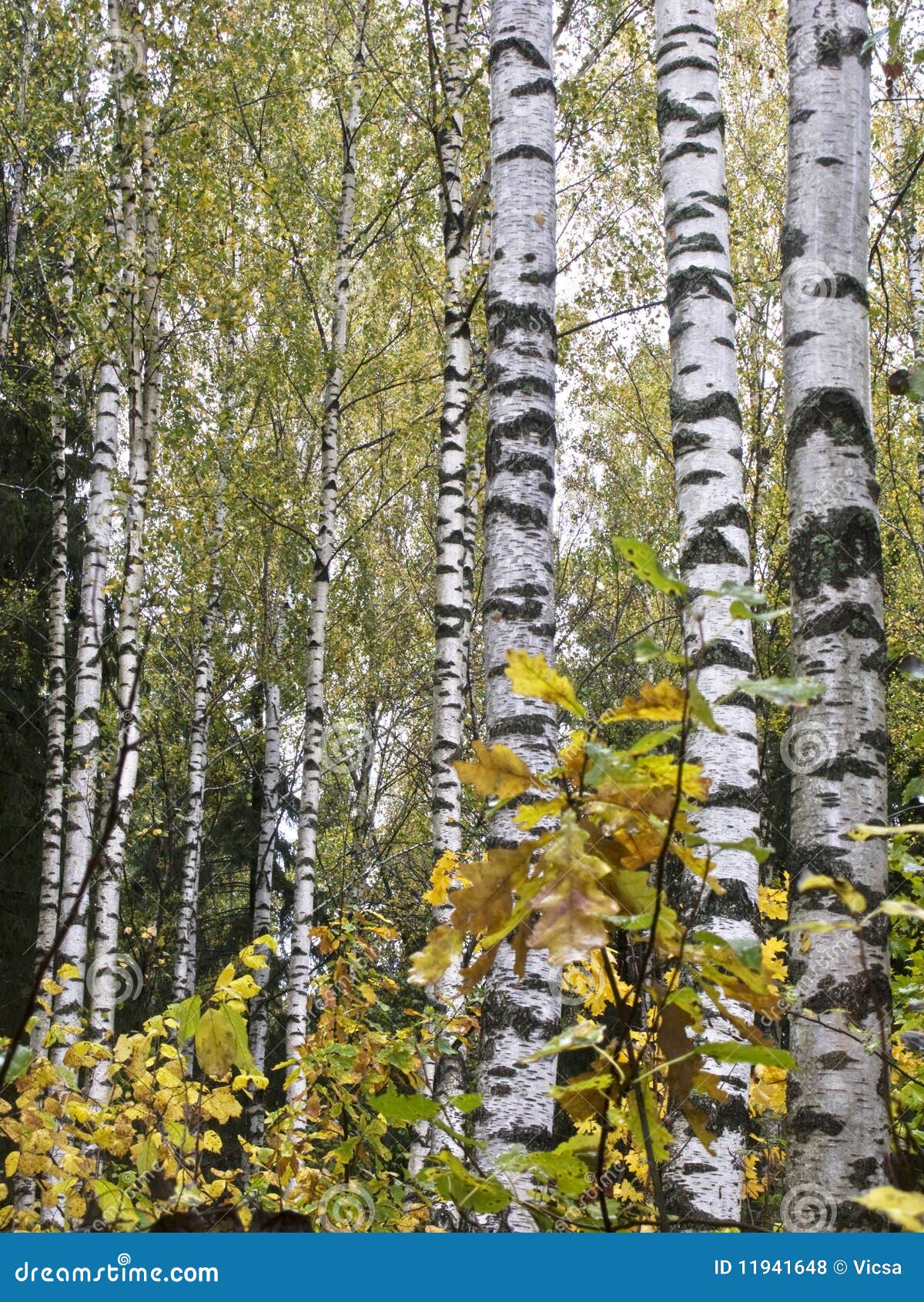 Birches in autumn forest stock photo. Image of nature - 11941648