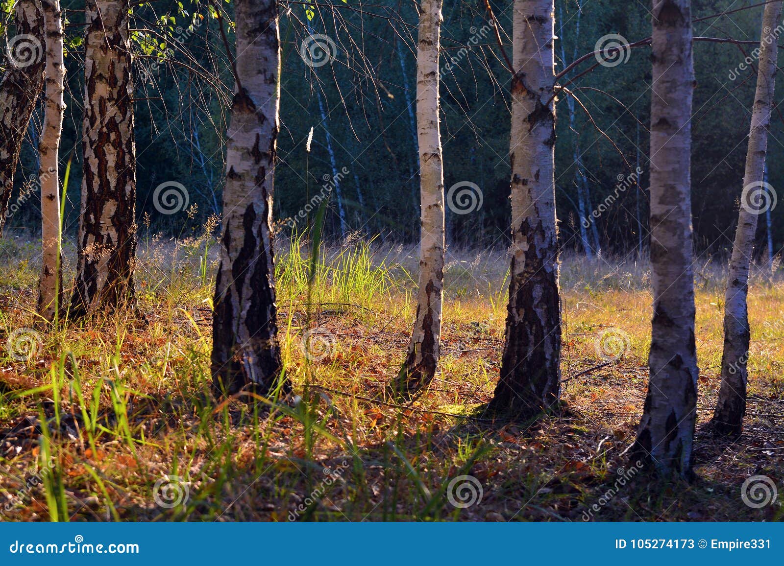 Blue hour, nature stock image. Image of trees, countryside - 105274173