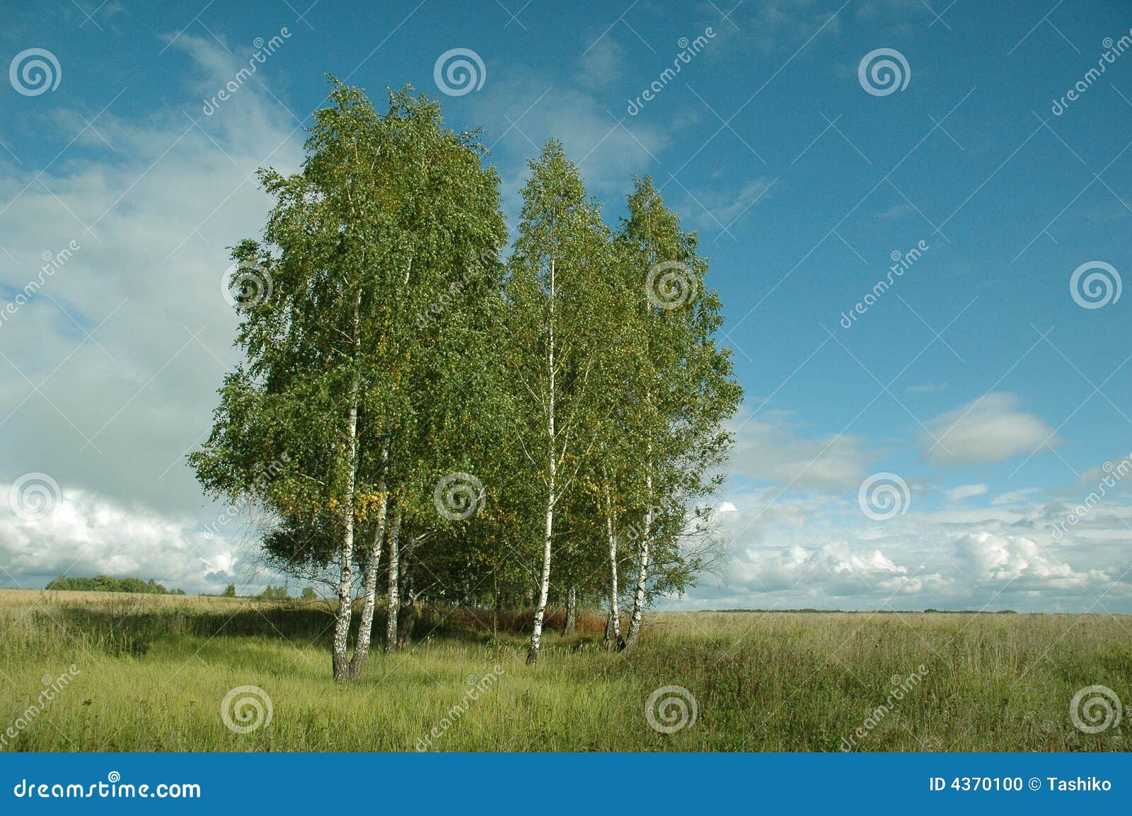 Birches in a field stock photo. Image of tree, autumn - 4370100