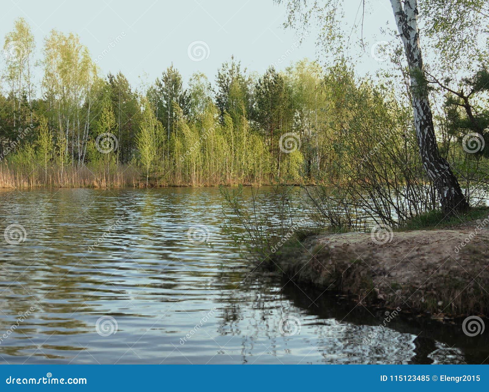 Birches on the River Bank in the Spring Season Stock Image - Image of ...