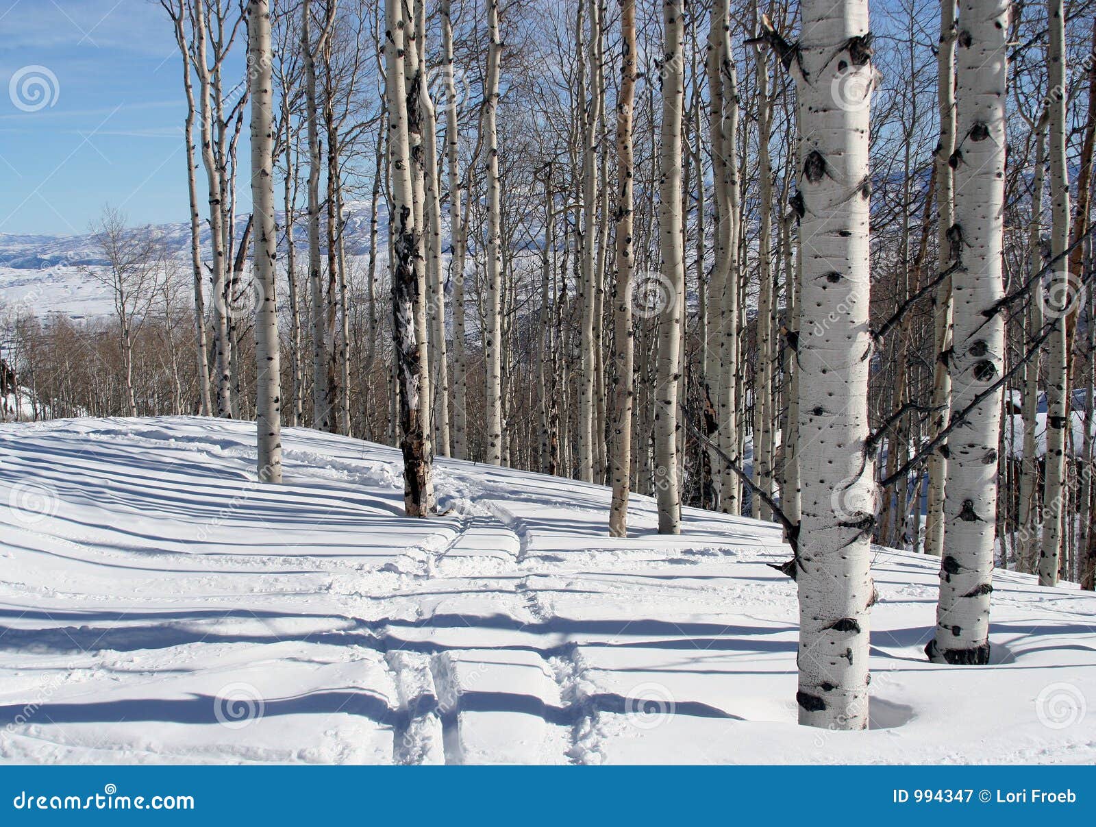 Birches in the Snow. stock image. Image of birch, aspen - 994347