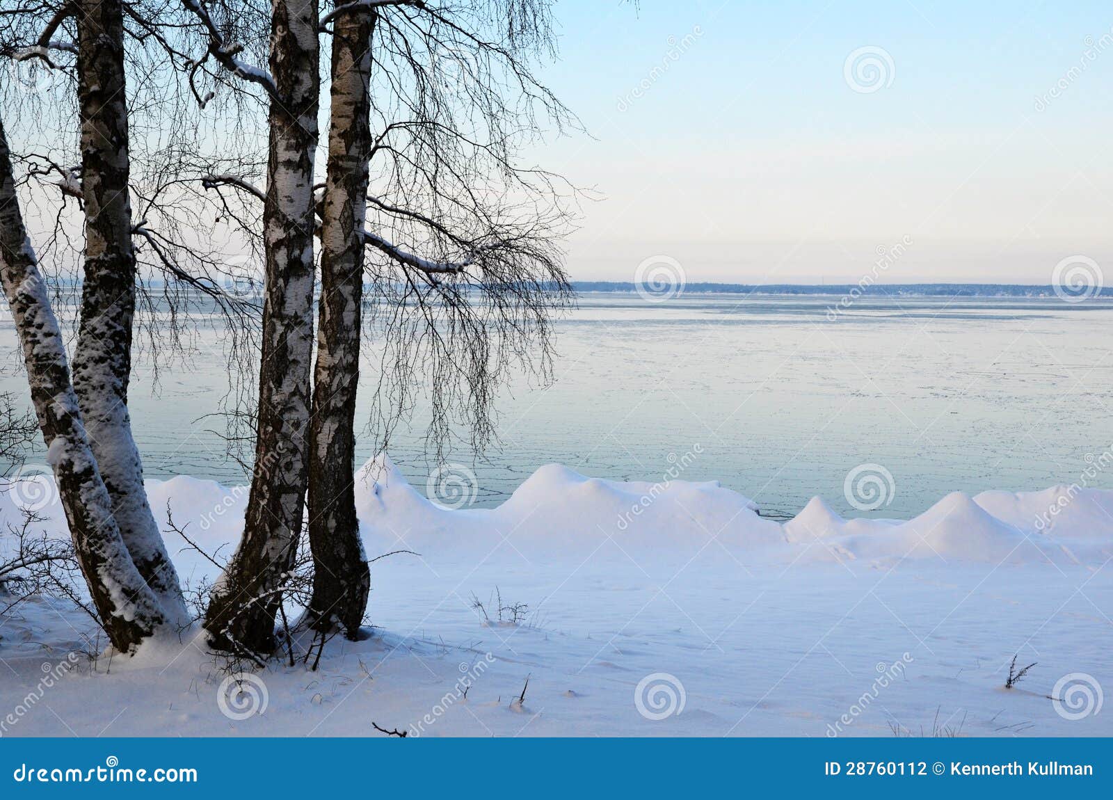 Birches at winter coast stock photo. Image of landscape - 28760112
