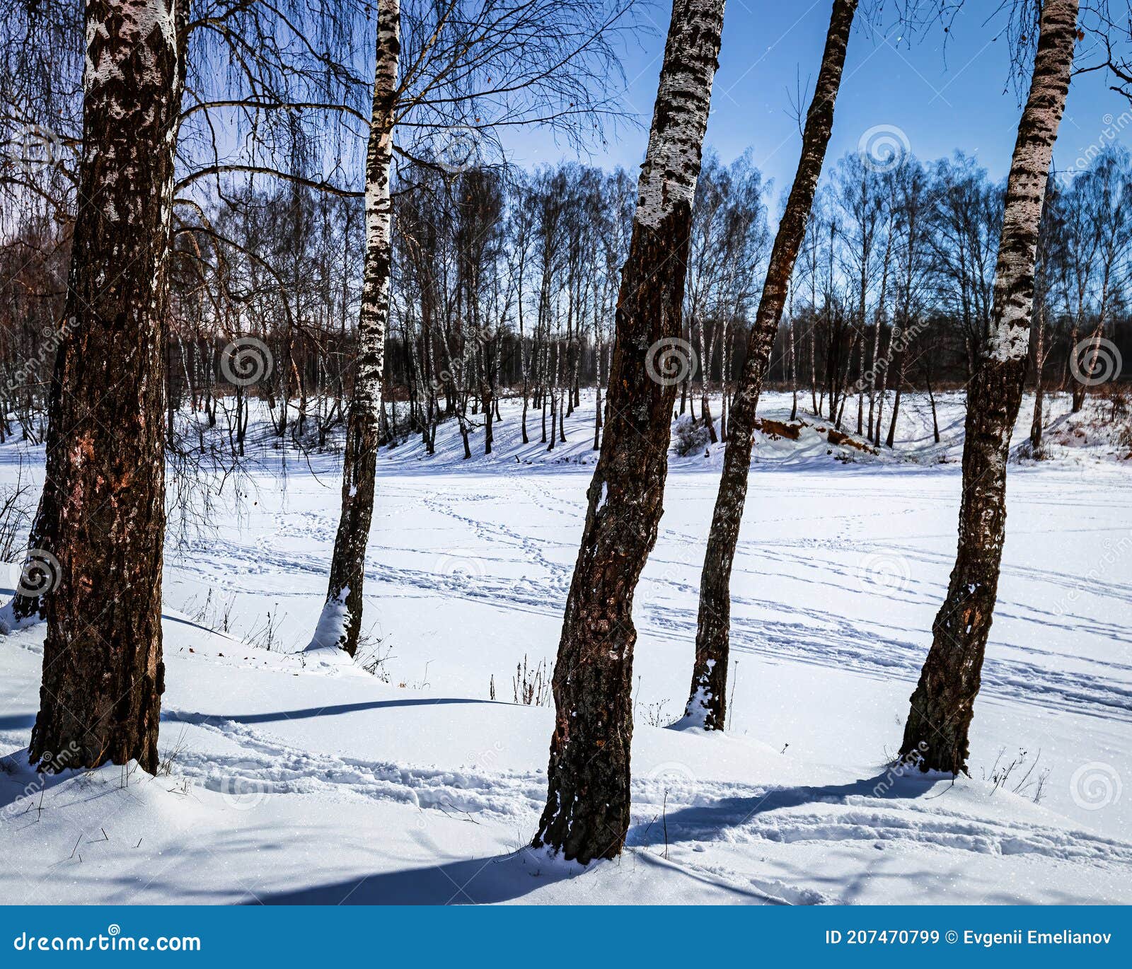 Birches on a Winter Night in the Moonlight. Birch Trunks Casting ...