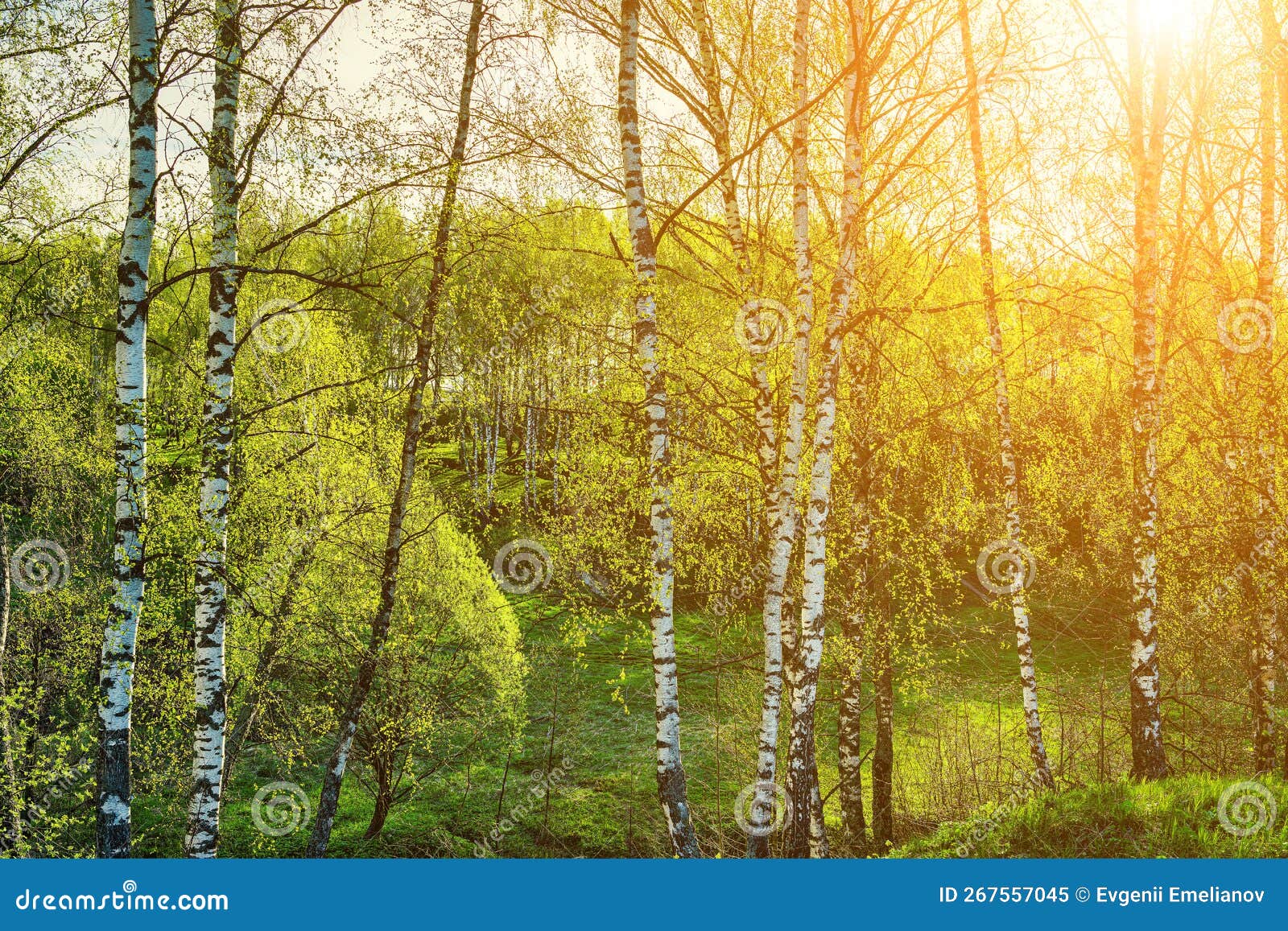 Birches with Young Leaves Lit by Sunlight in Spring or Summer. Stock ...