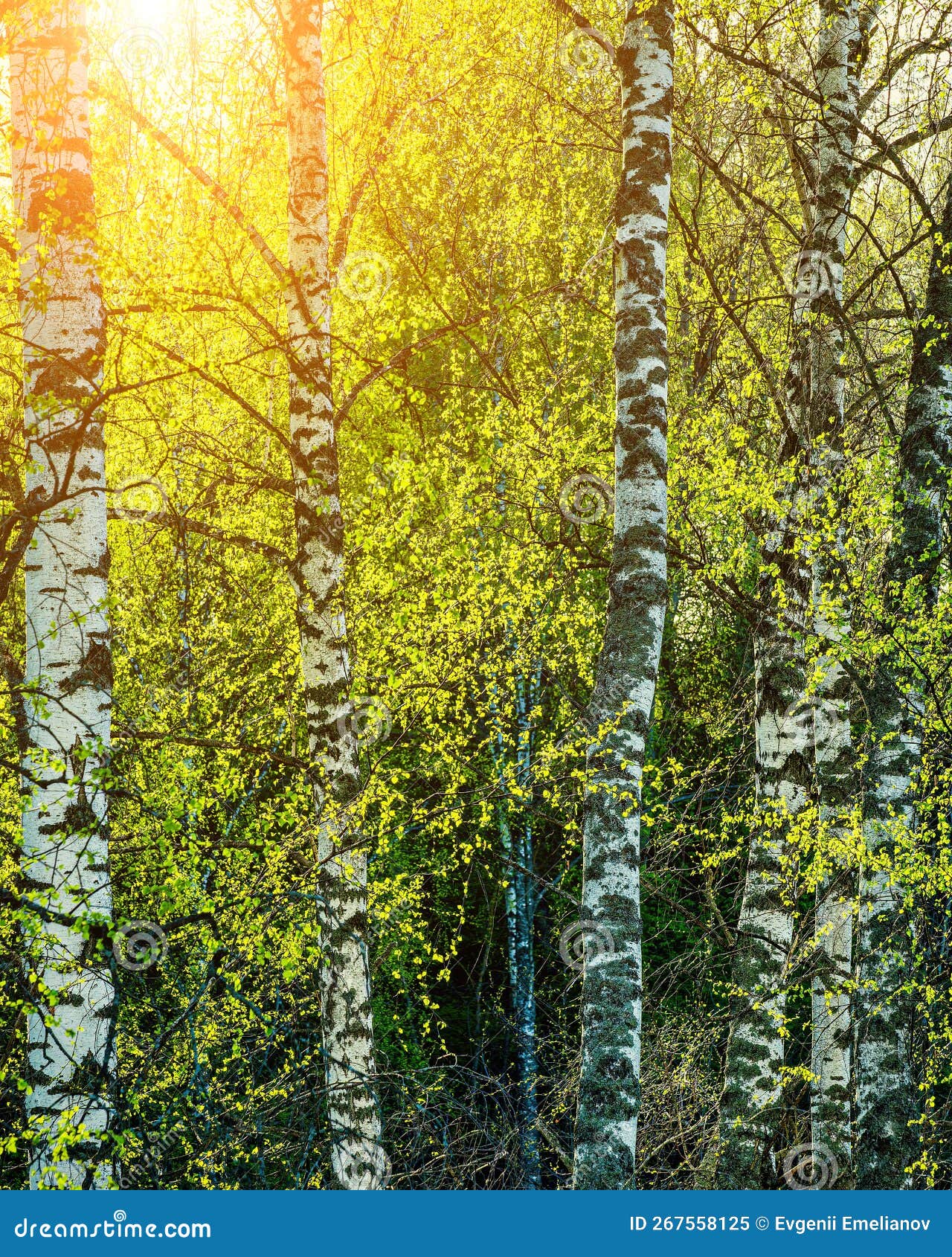 Birches with Young Leaves Lit by Sunlight in Spring or Summer. Stock ...