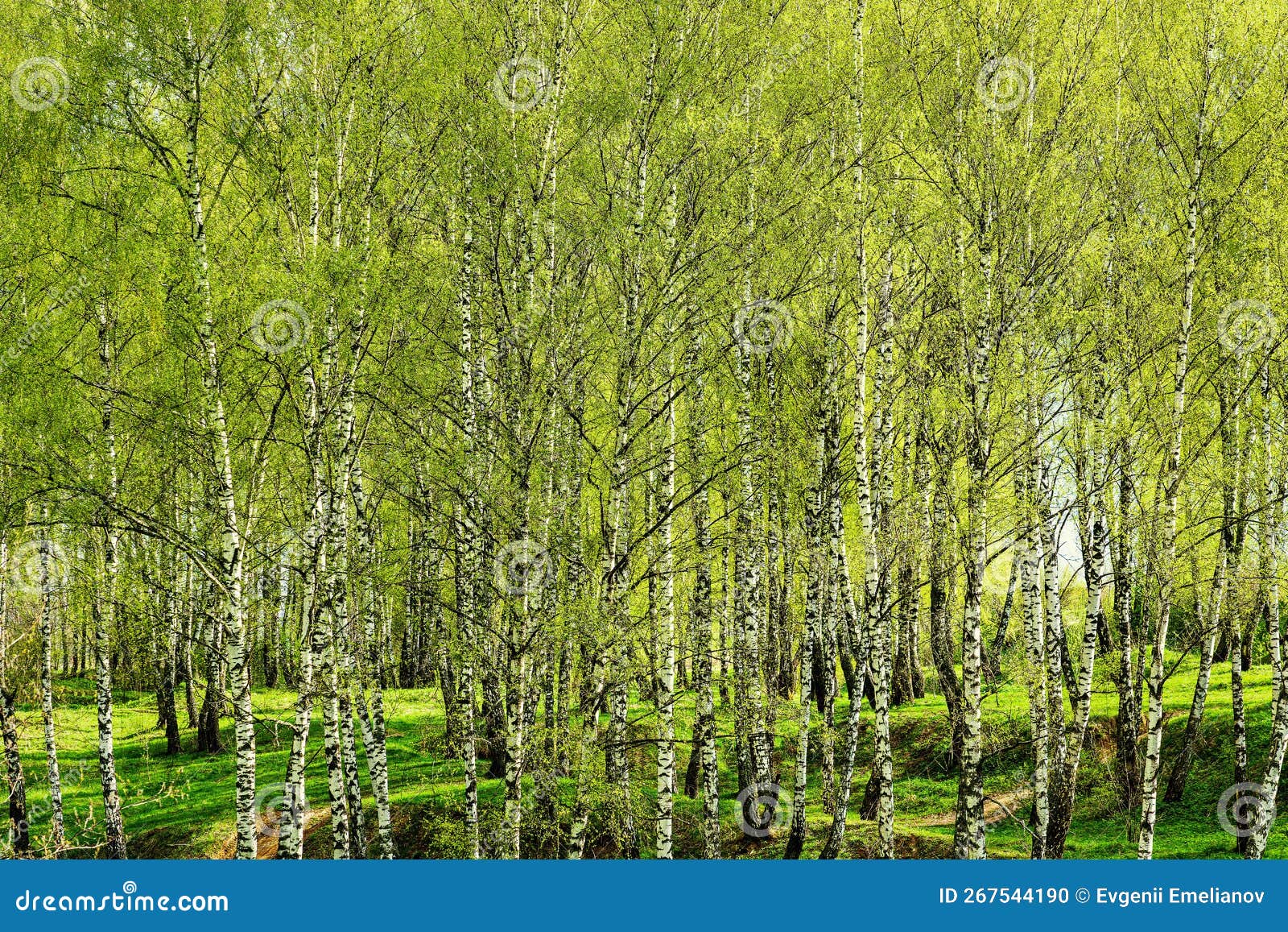 Birches with Young Leaves Lit by Sunlight in Spring or Summer. Stock Photo - Image of stem ...