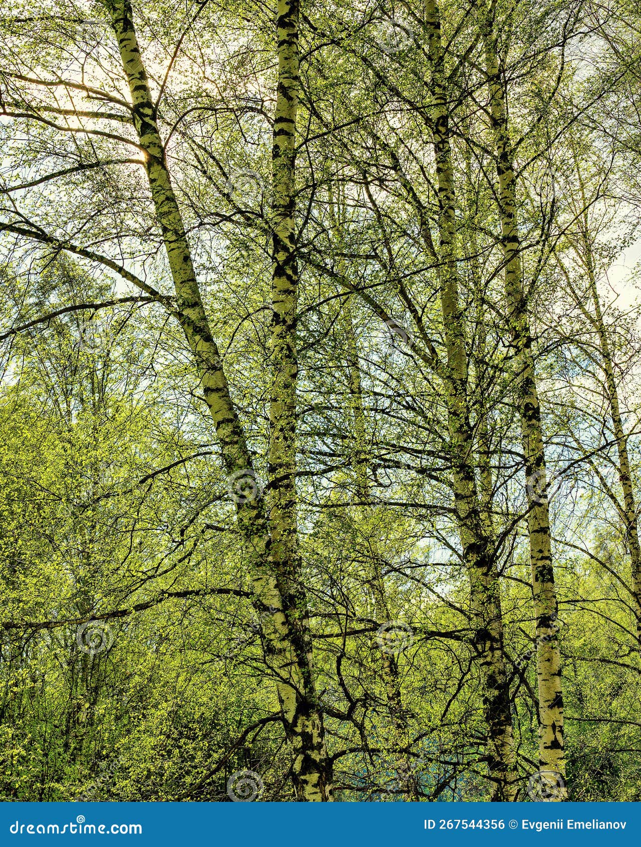Birches with Young Leaves Lit by Sunlight in Spring or Summer. Stock ...