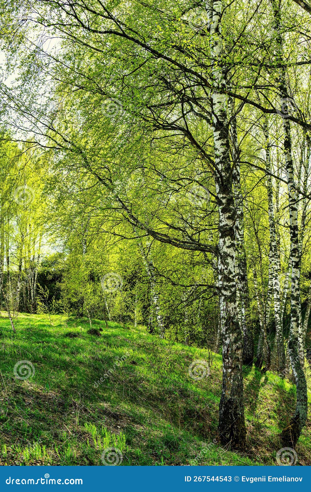 Birches with Young Leaves Lit by Sunlight in Spring or Summer. Stock ...