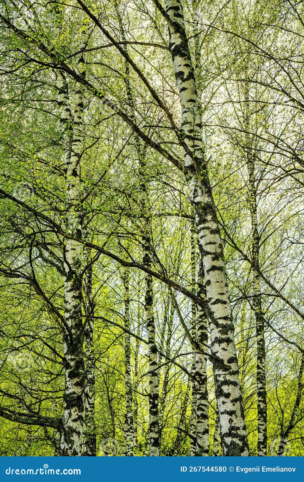Birches with Young Leaves Lit by Sunlight in Spring or Summer. Stock Photo - Image of foliage ...