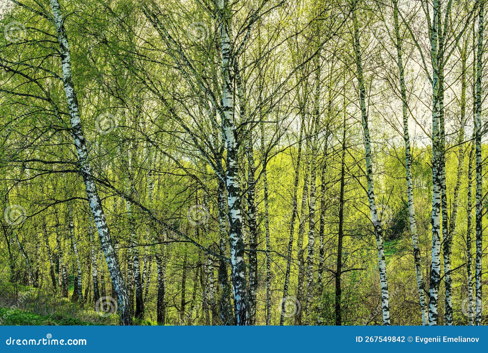 Birches with Young Leaves Lit by Sunlight in Spring or Summer. Stock Photo - Image of grove ...