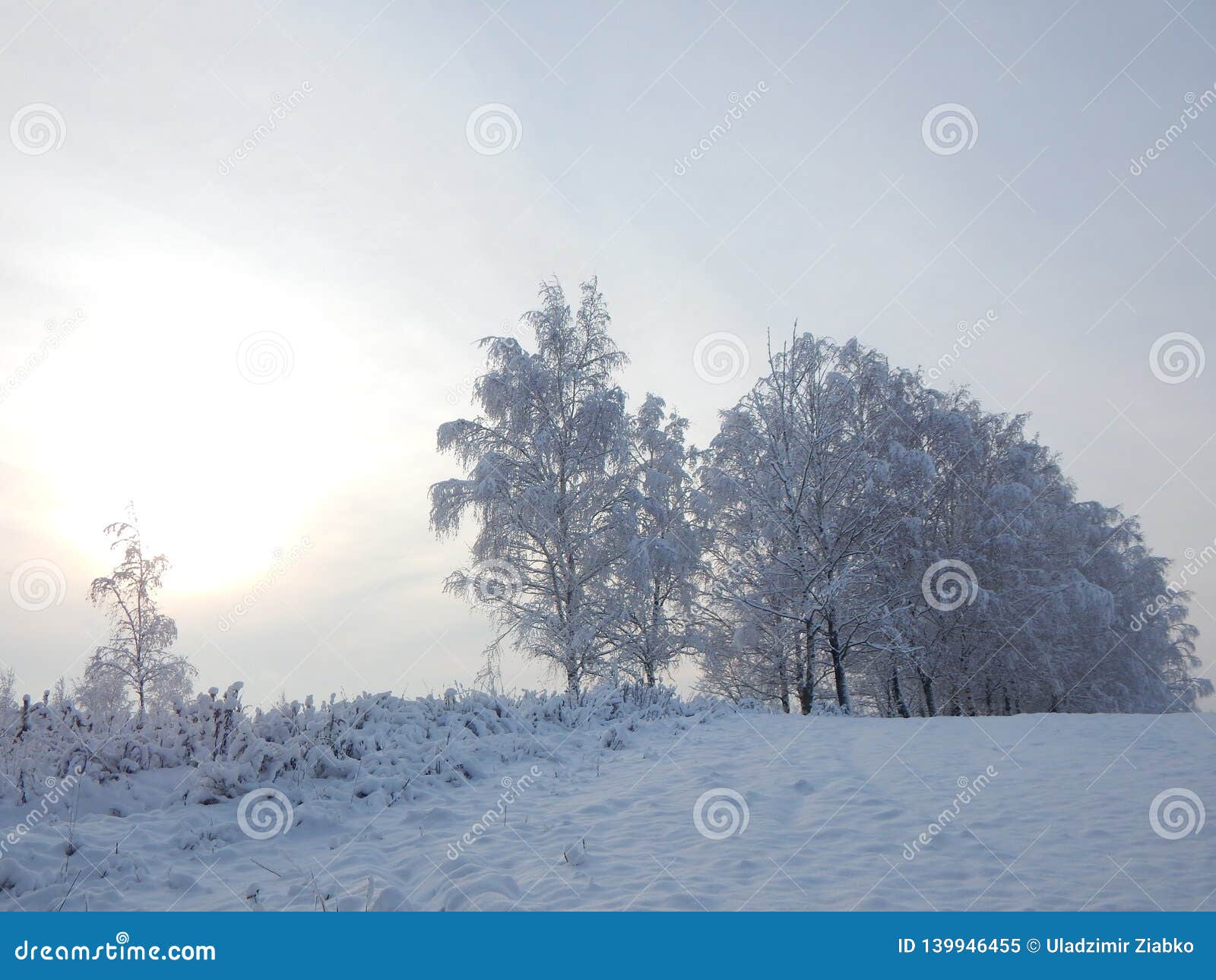 Birchs.Field.Snow Belarus. Minsk District Stock Image - Image of time ...