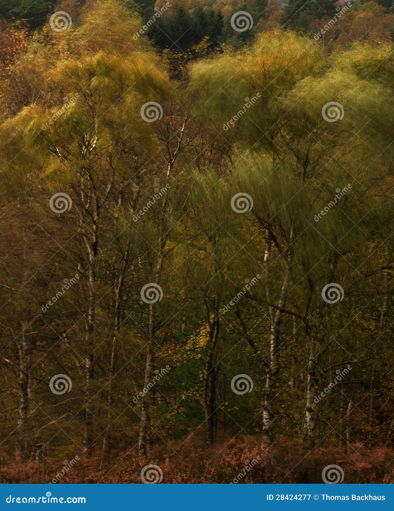 Birchs and wind stock image. Image of weather, plant - 28424277