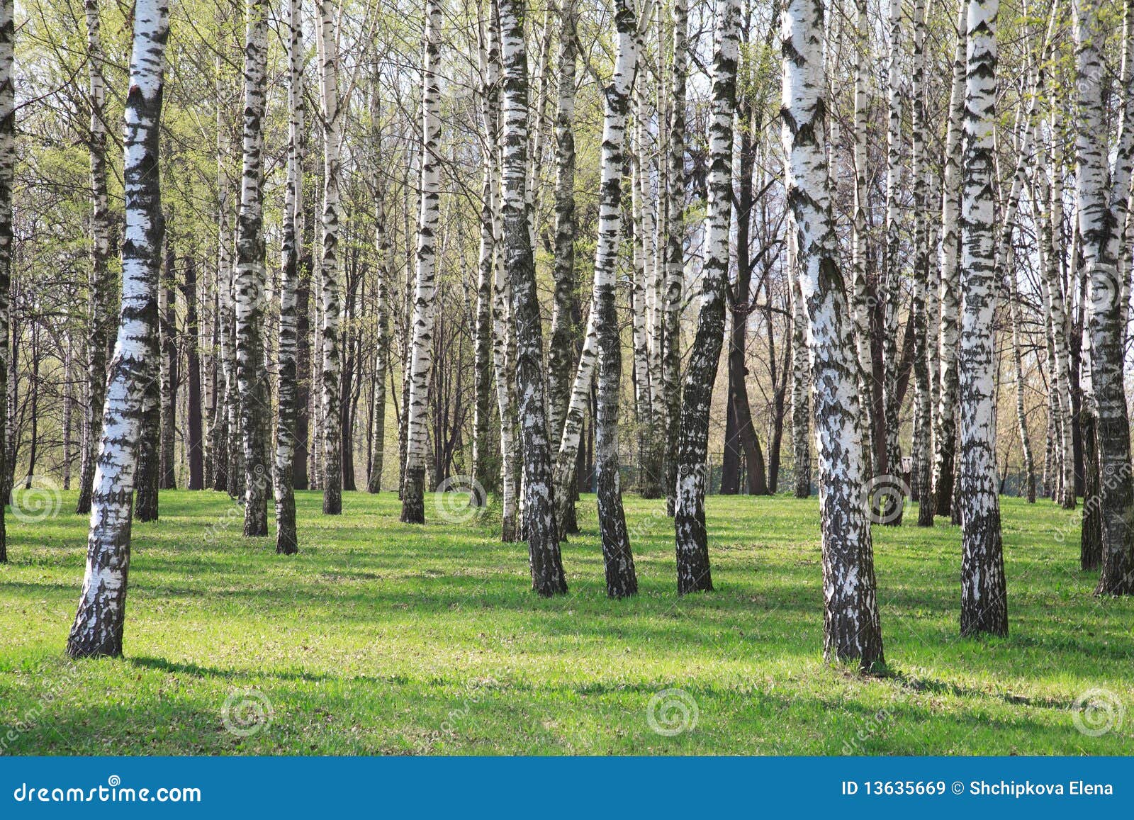Birchwood stock image. Image of russia, shade, scene - 13635669