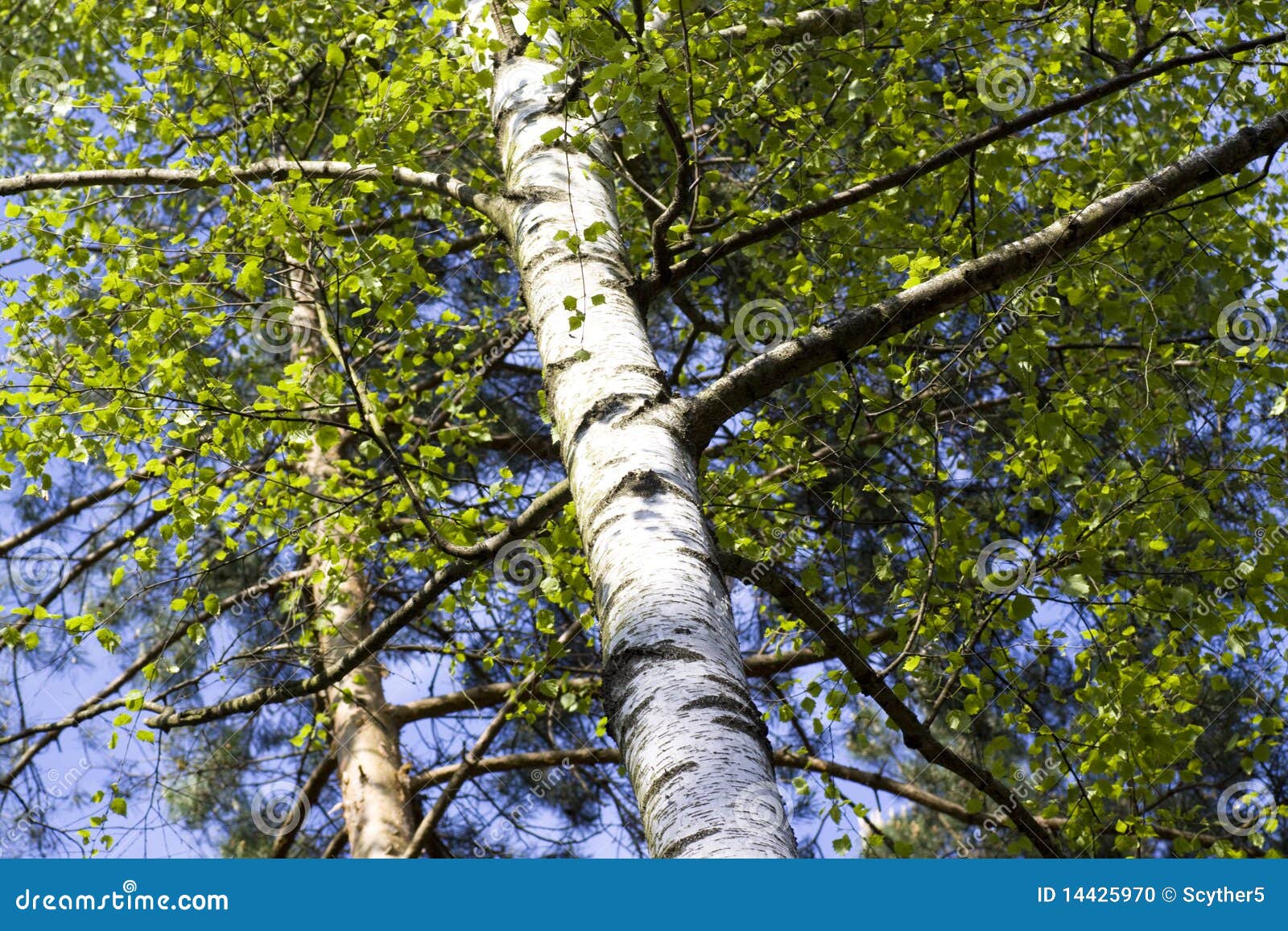 Birchwood stock photo. Image of scene, rural, greenwood - 14425970