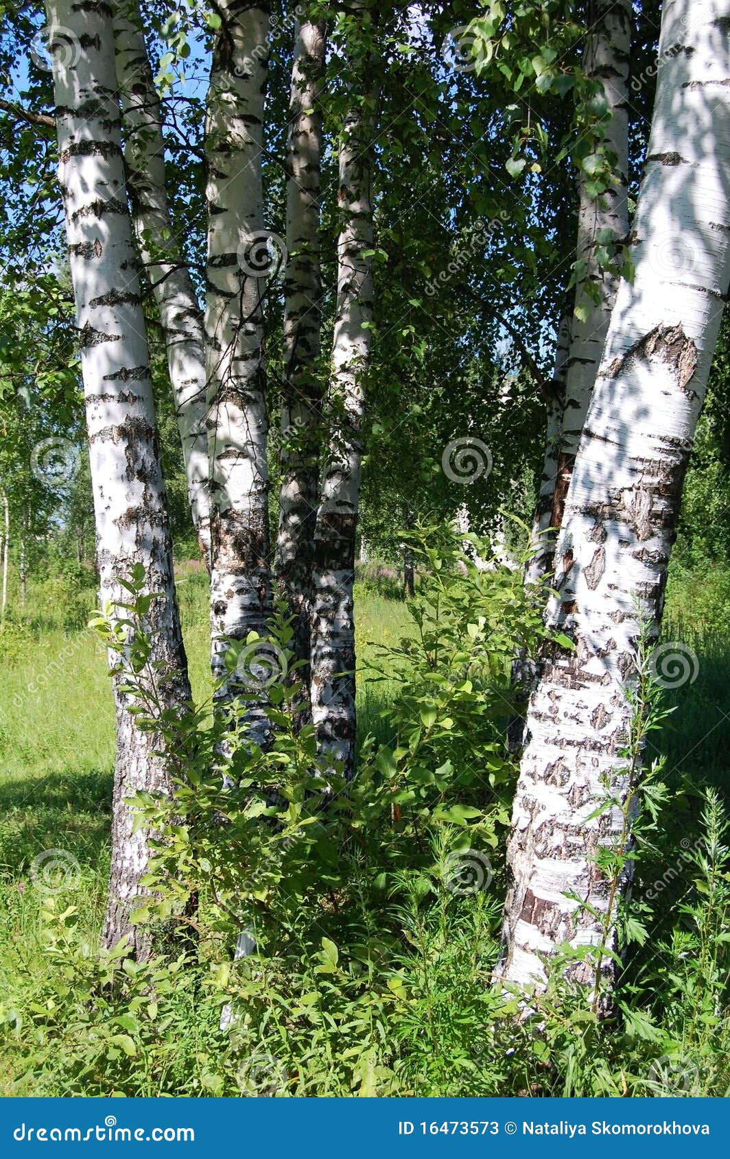 Birchwood stock image. Image of russia, outdoors, green - 16473573