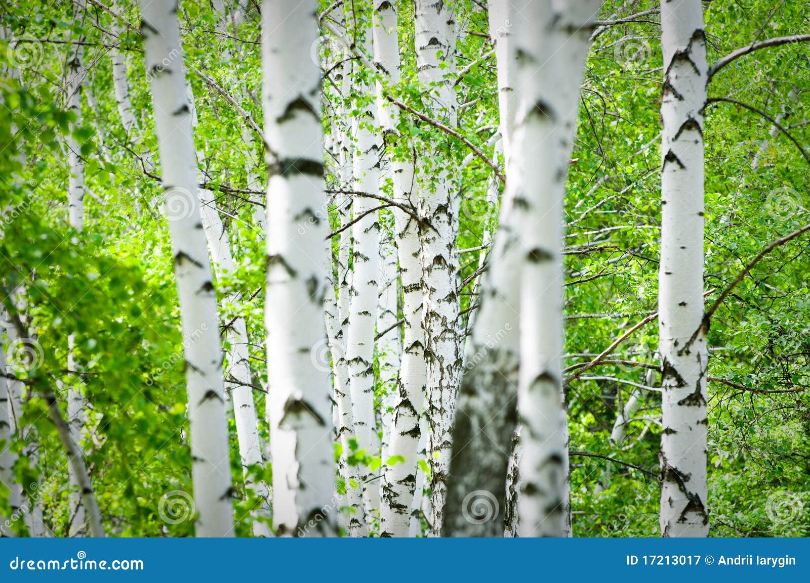 Birchwood stock image. Image of scenics, trees, green - 17213017