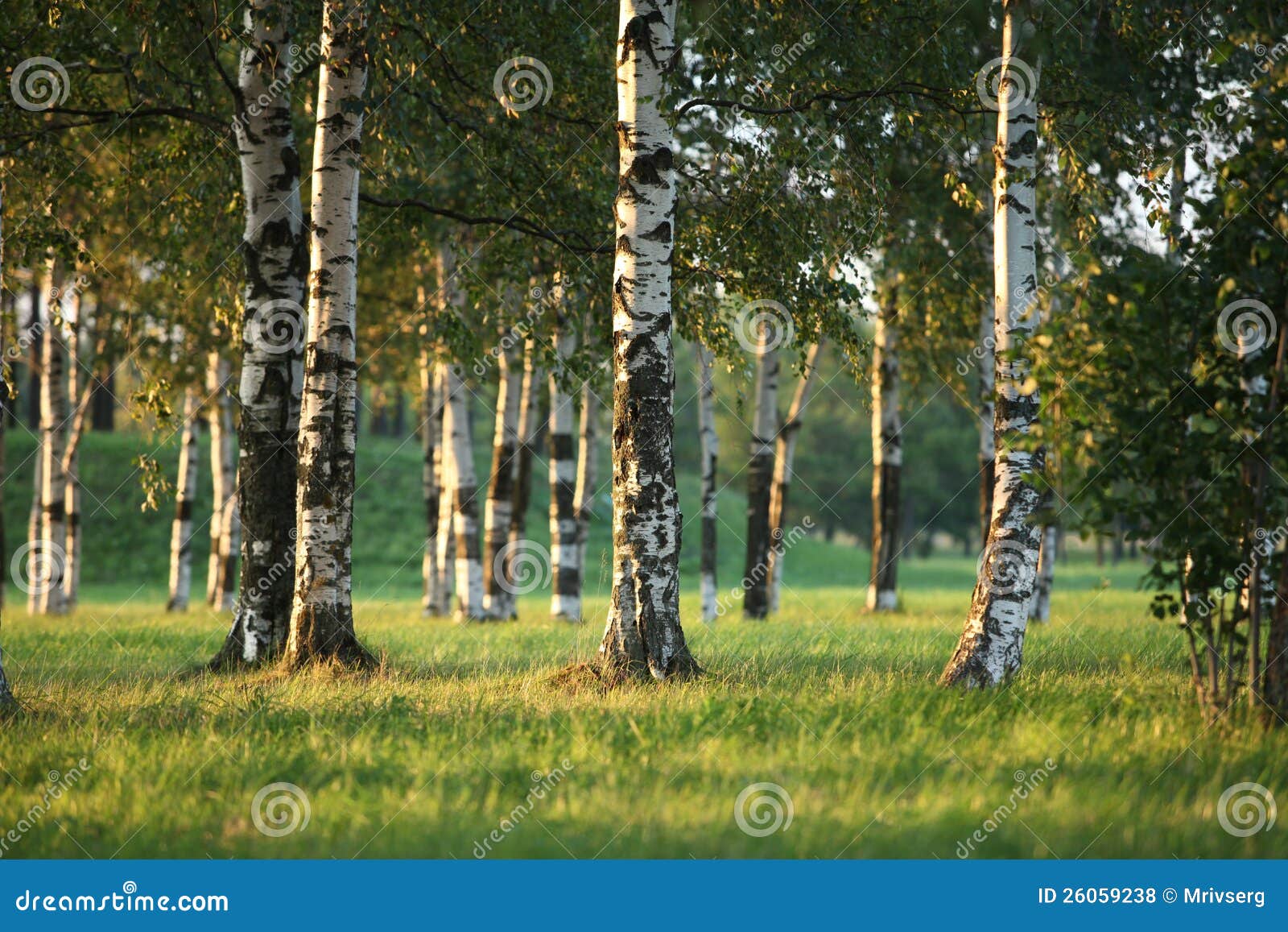 Birchwood stock photo. Image of birch, urban, plant, grass - 26059238