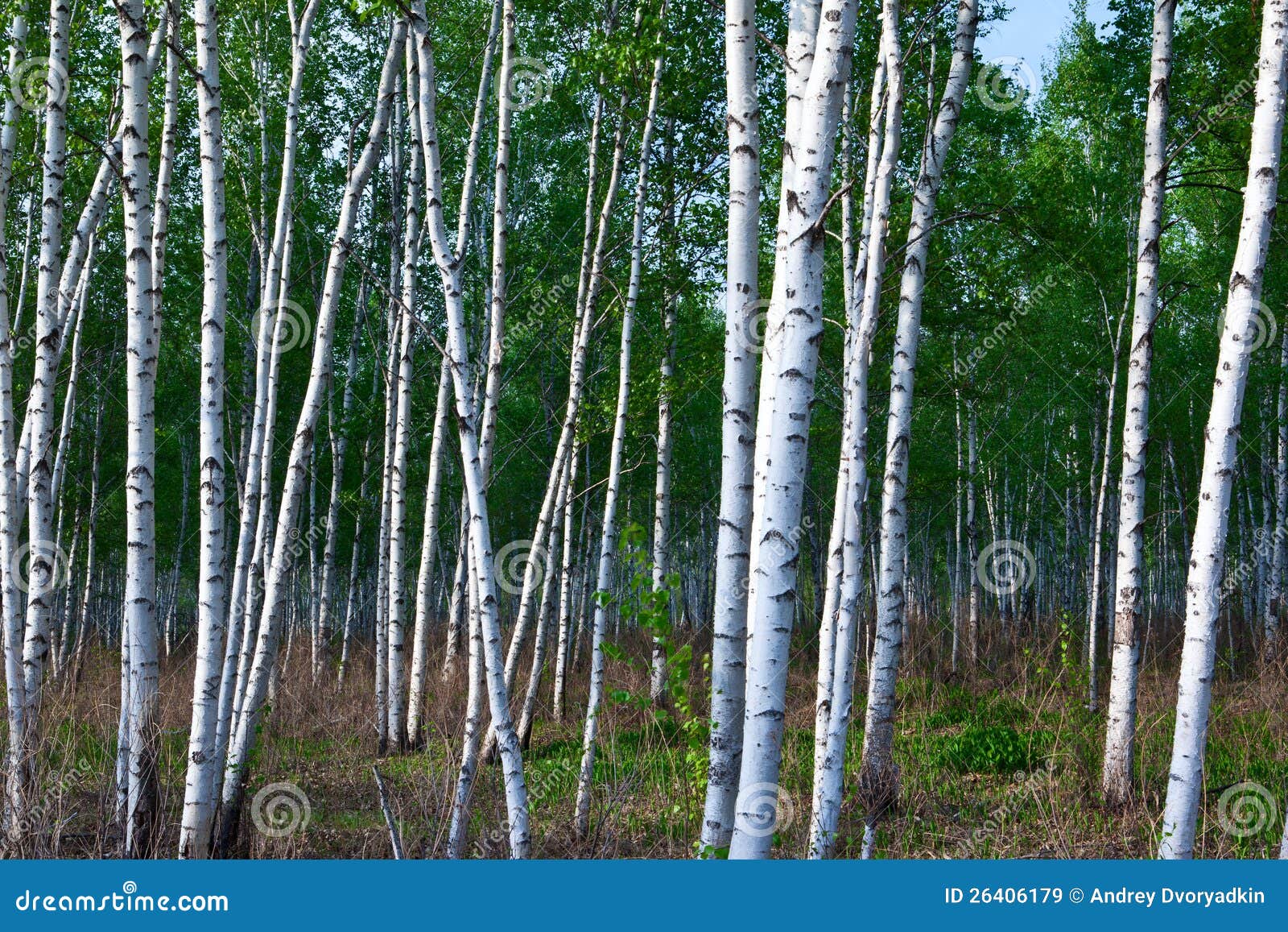 Birchwood stock image. Image of environment, lawn, birch - 26406179