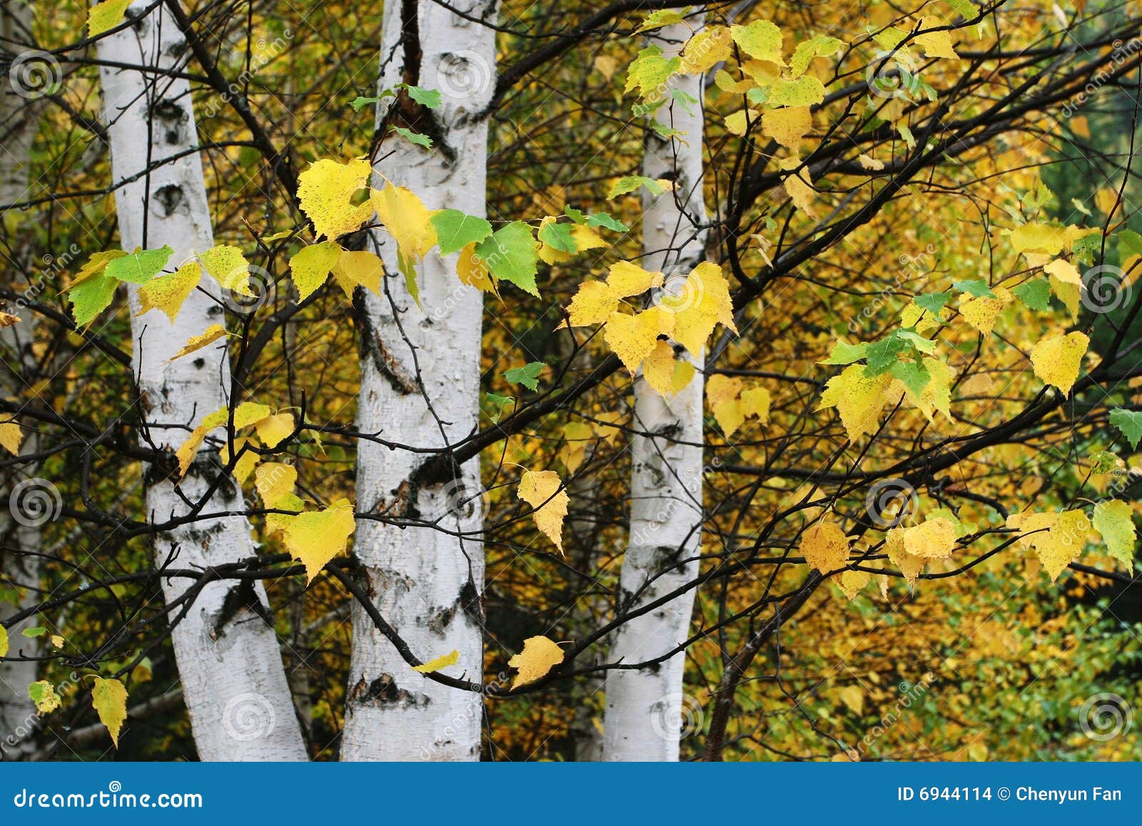 Birchwood stock photo. Image of view, nature, majestic - 6944114