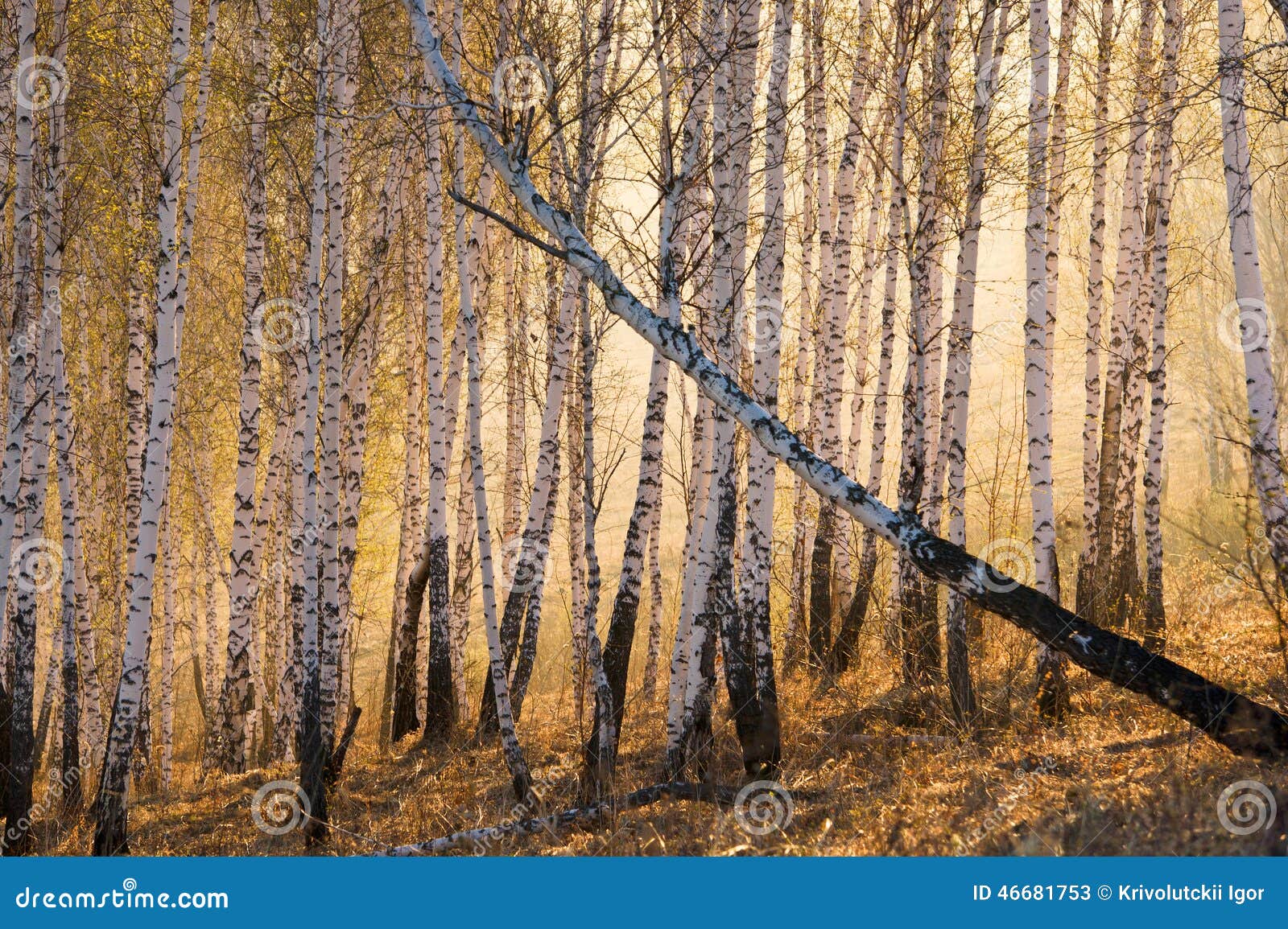 Birchwood at dawn stock image. Image of park, tranquil - 46681753