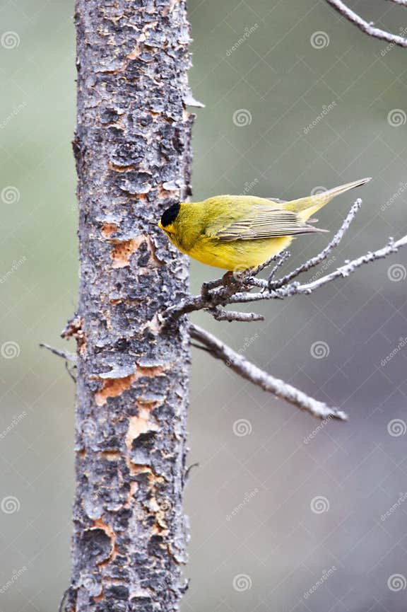 Bird stock photo. Image of wildlife, canada, jasper, birds - 10491798