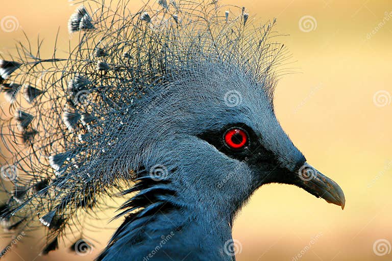 Bird stock image. Image of larger, beautiful, dignity - 14117151